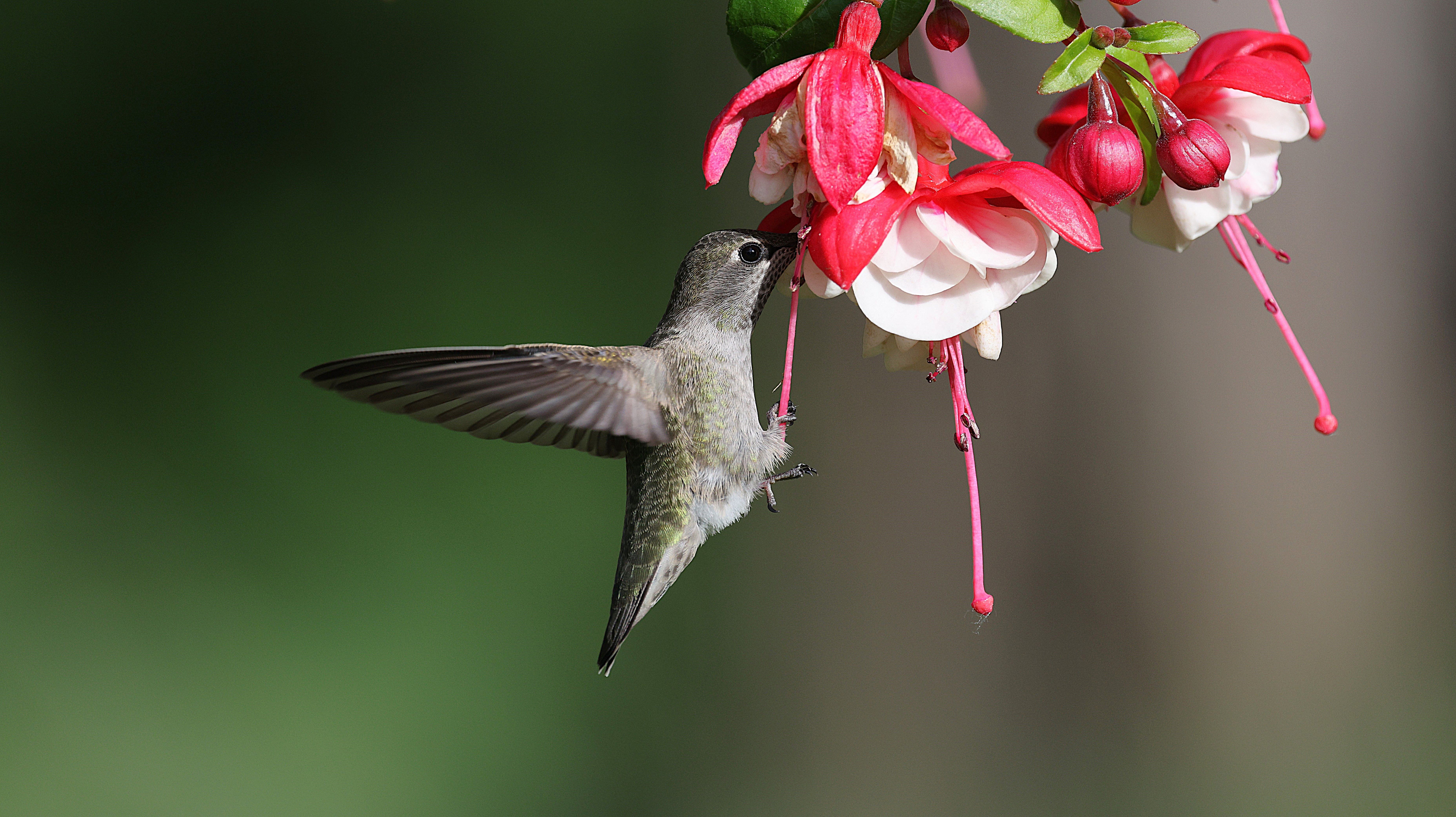 Anna's Hummingbird Feeding on Bright Flowers · Free Stock Photo