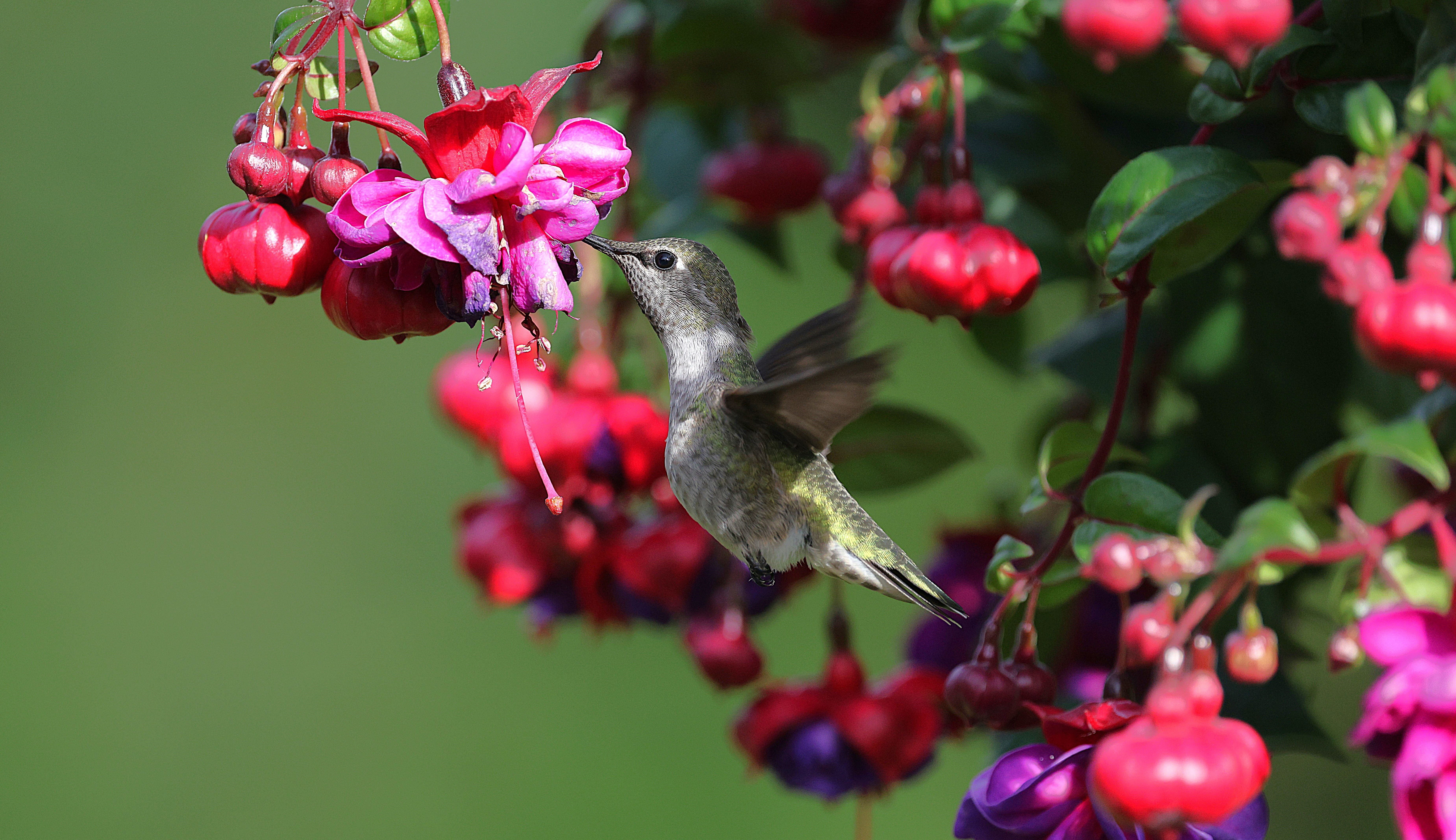 Anna’s Hummingbird Feeding on Fuchsia Flowers · Free Stock Photo