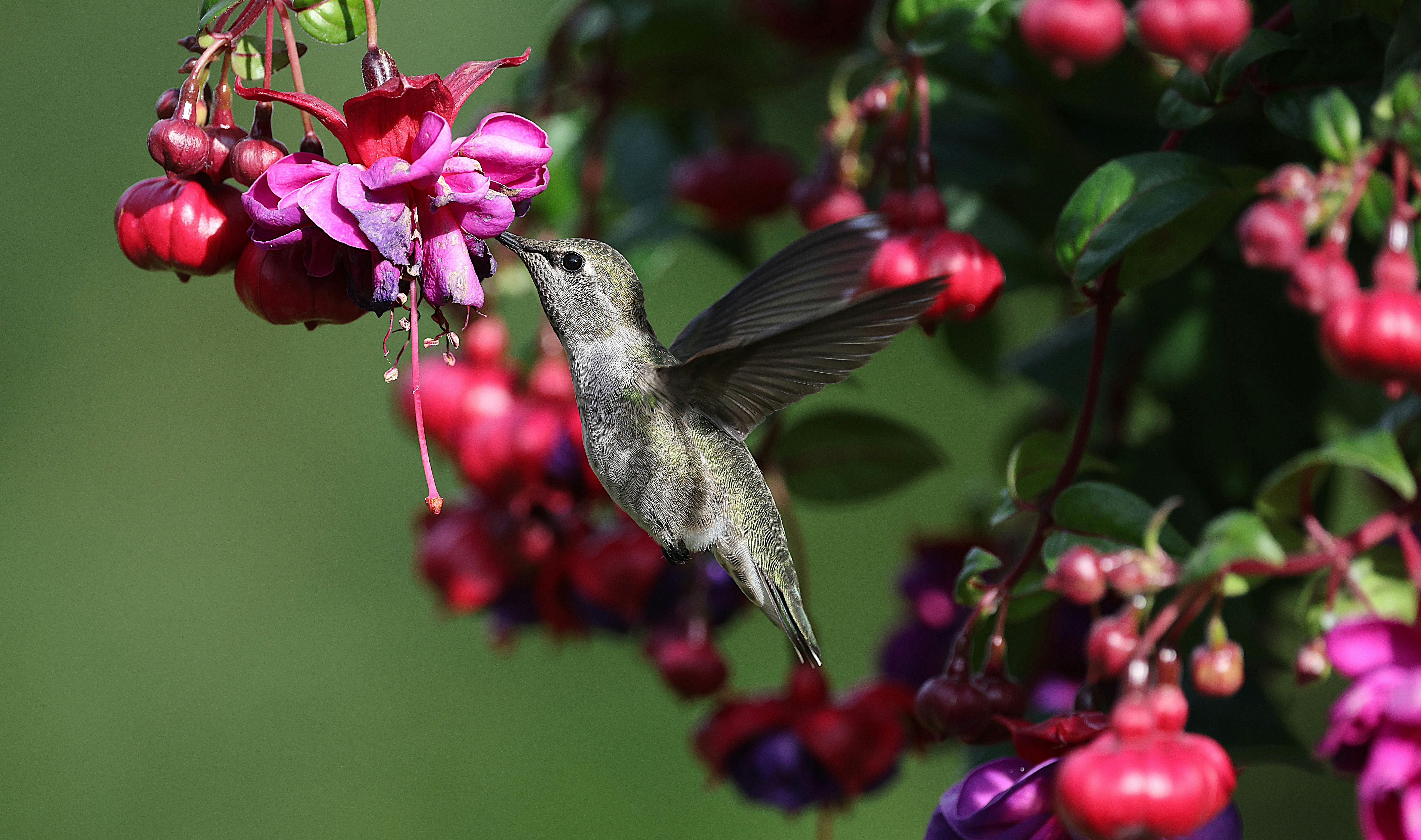Hummingbird Feeding on Vibrant Fuchsia Flowers · Free Stock Photo