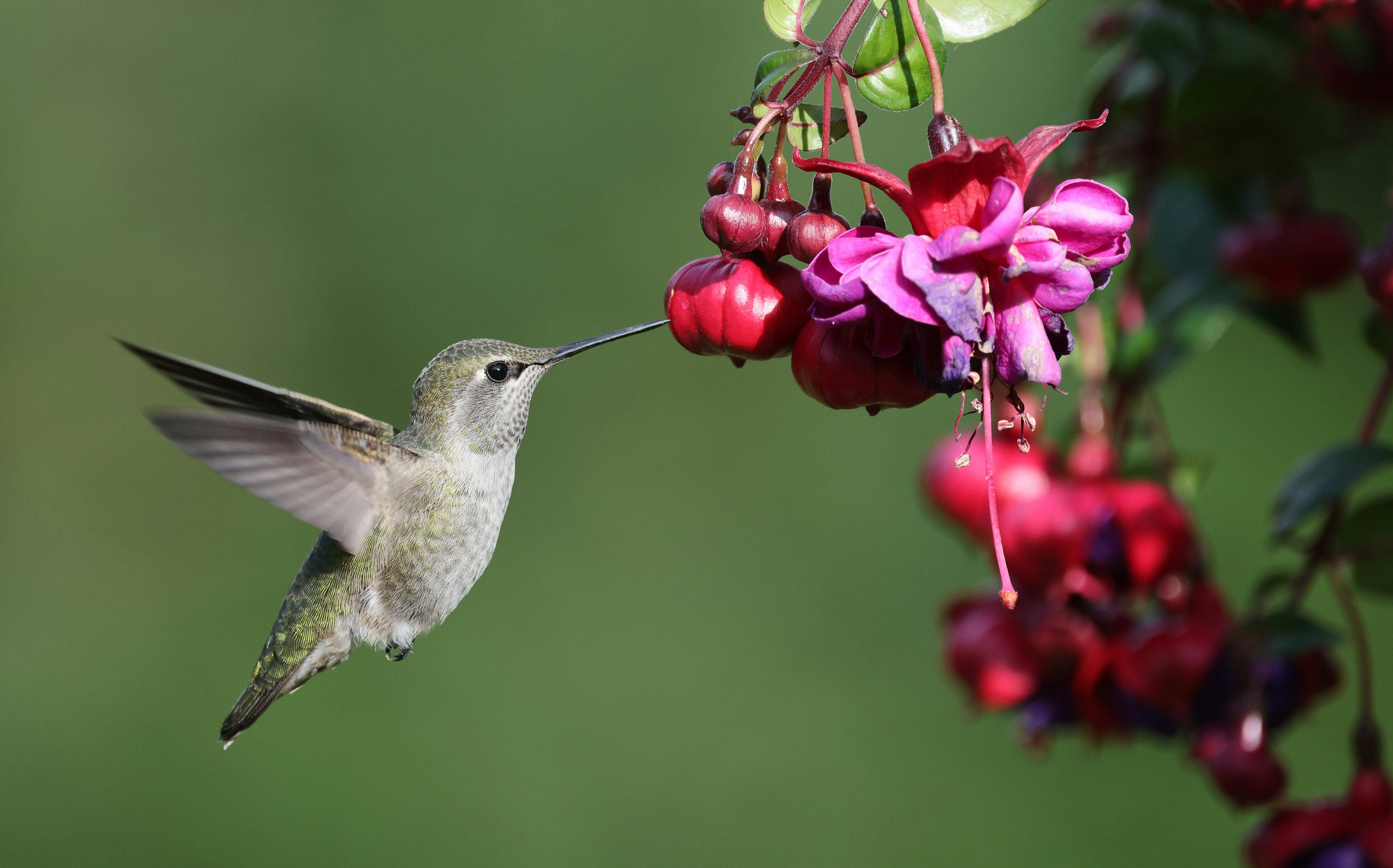 El Colibrí De Ana Alimentándose De Flores Vibrantes · Foto de stock ...