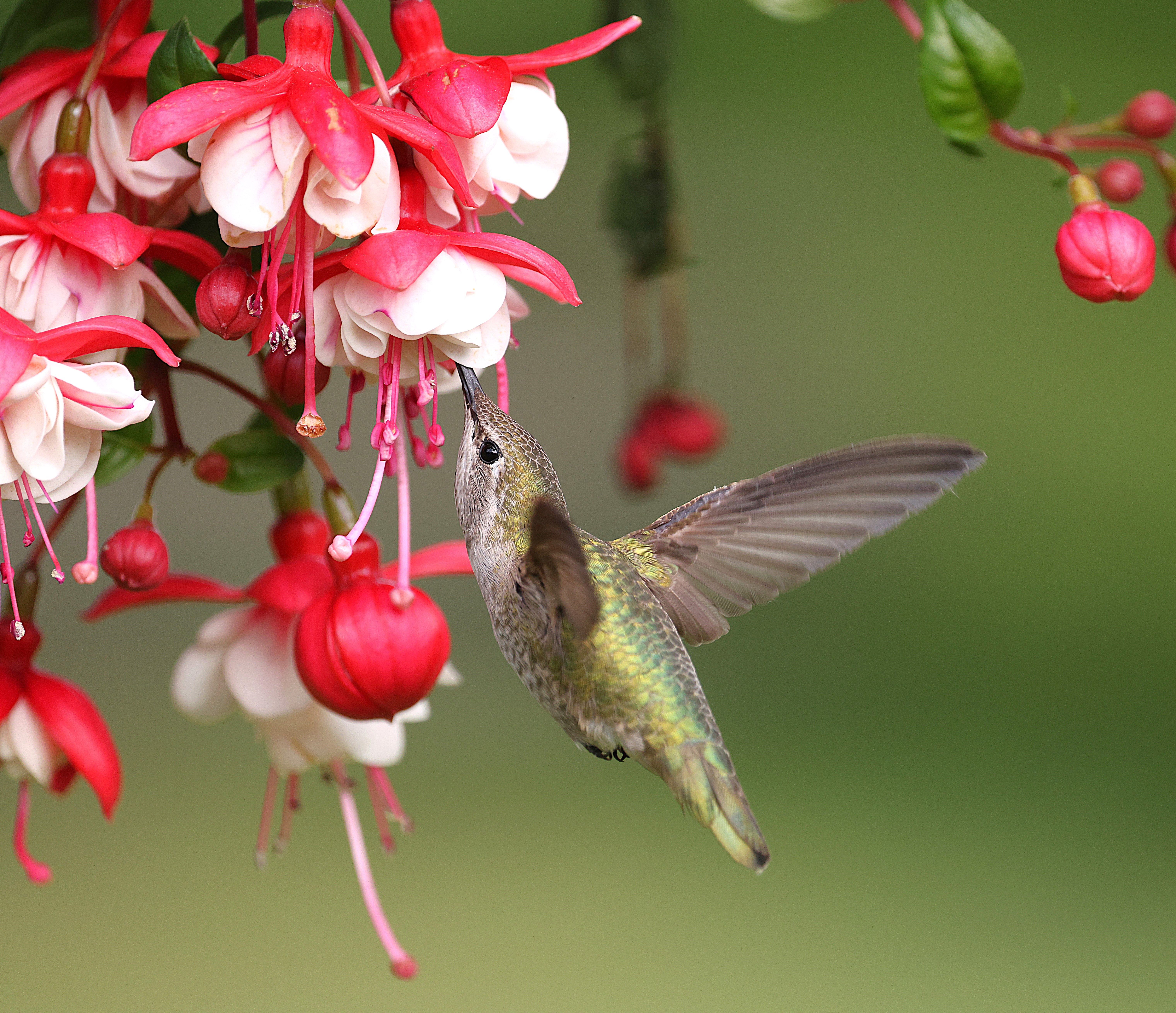 Anna's Hummingbird Feeding on Fuchsia Flowers · Free Stock Photo