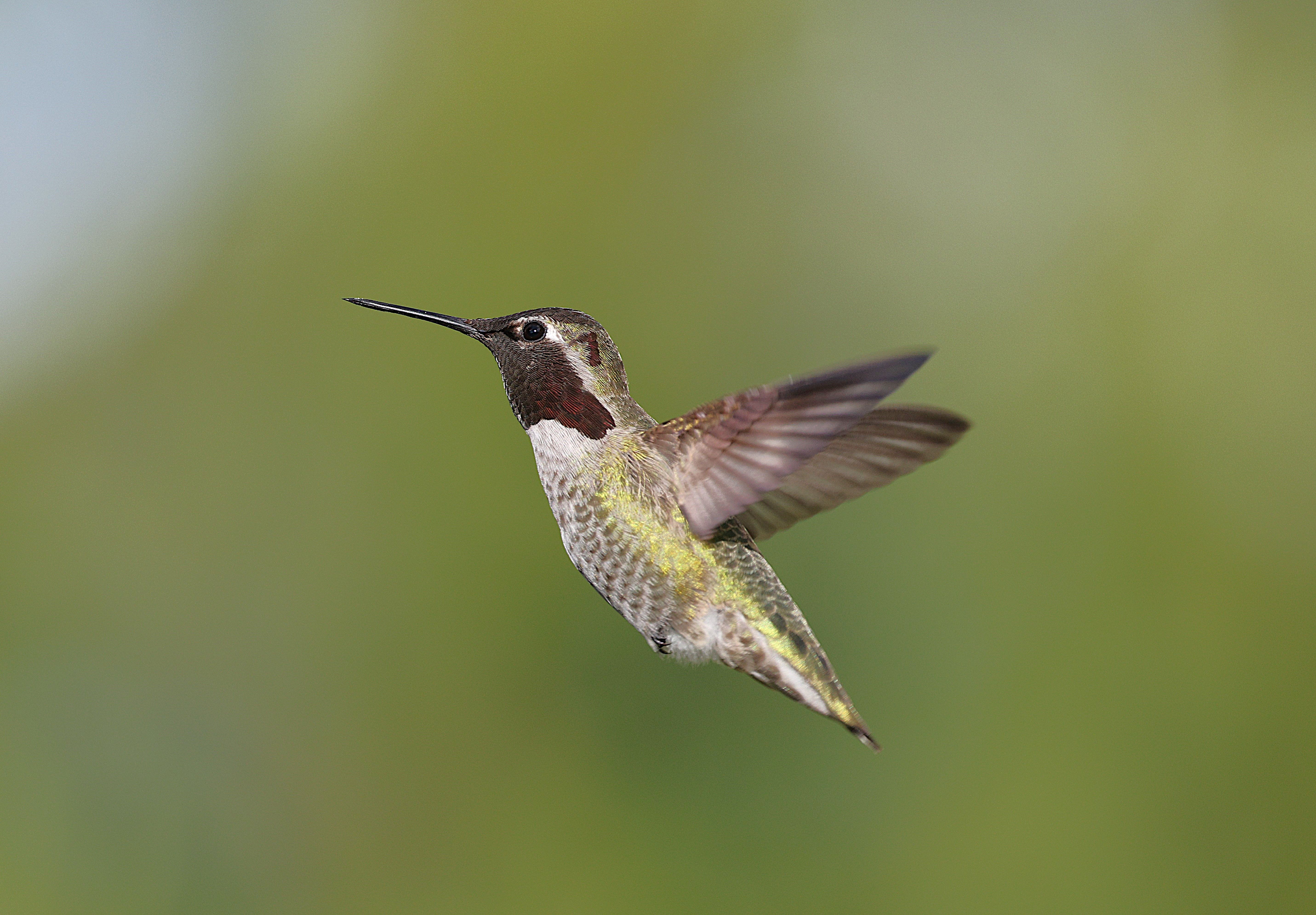 Close Up Shot of a Bird · Free Stock Photo