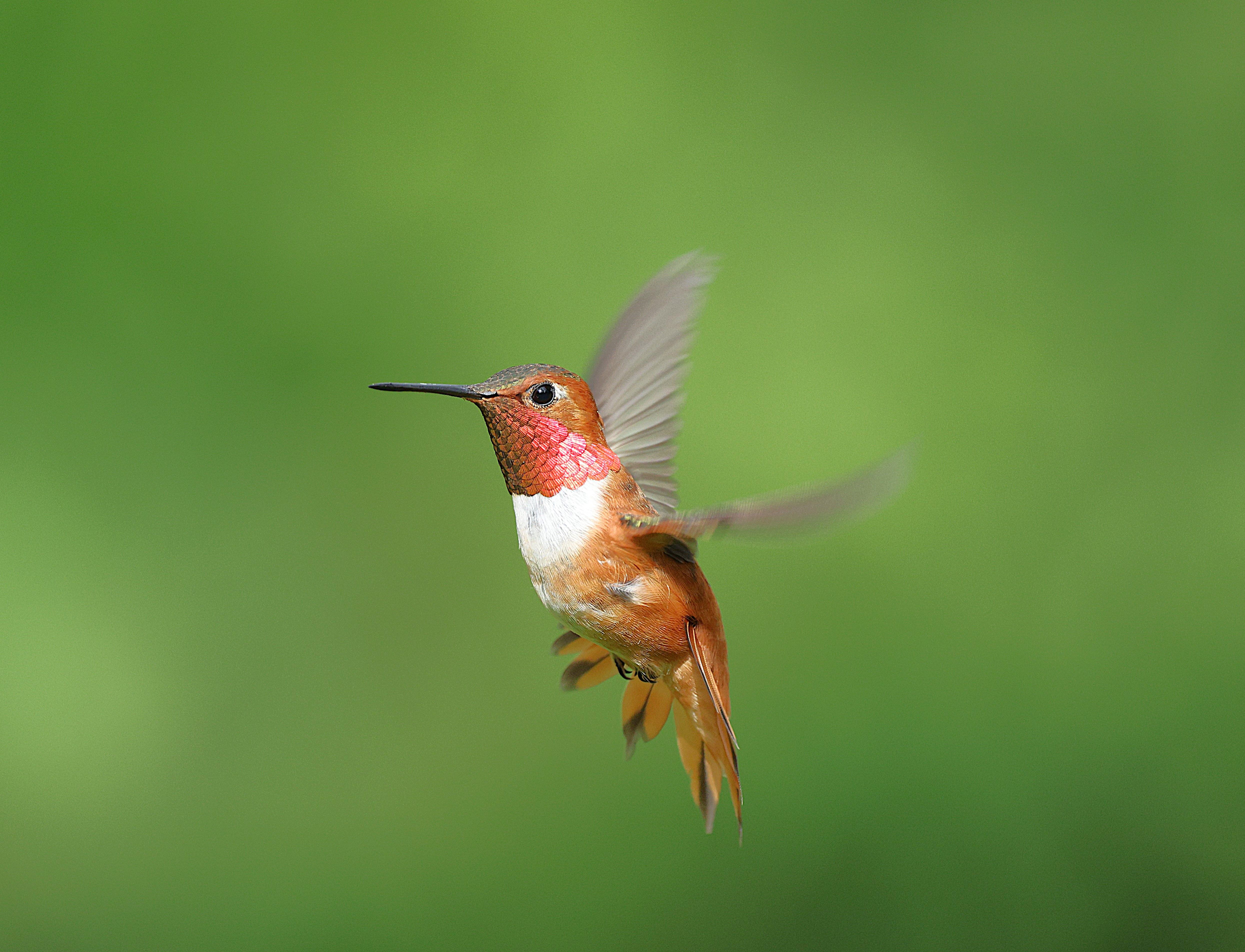Focus Photography of Flying Hummingbird · Free Stock Photo