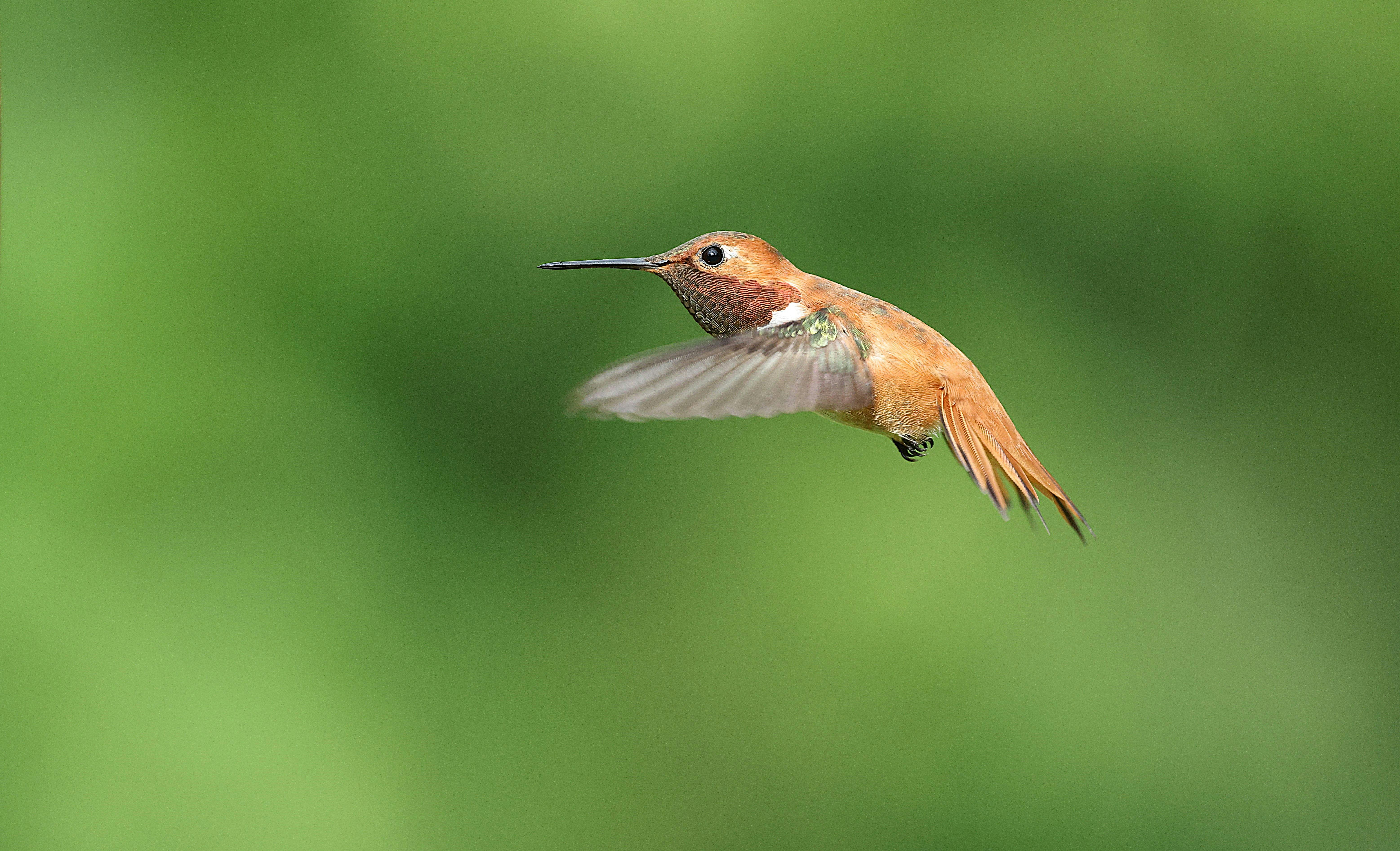 Rufous Hummingbird Flying Against Green Background · Free Stock Photo
