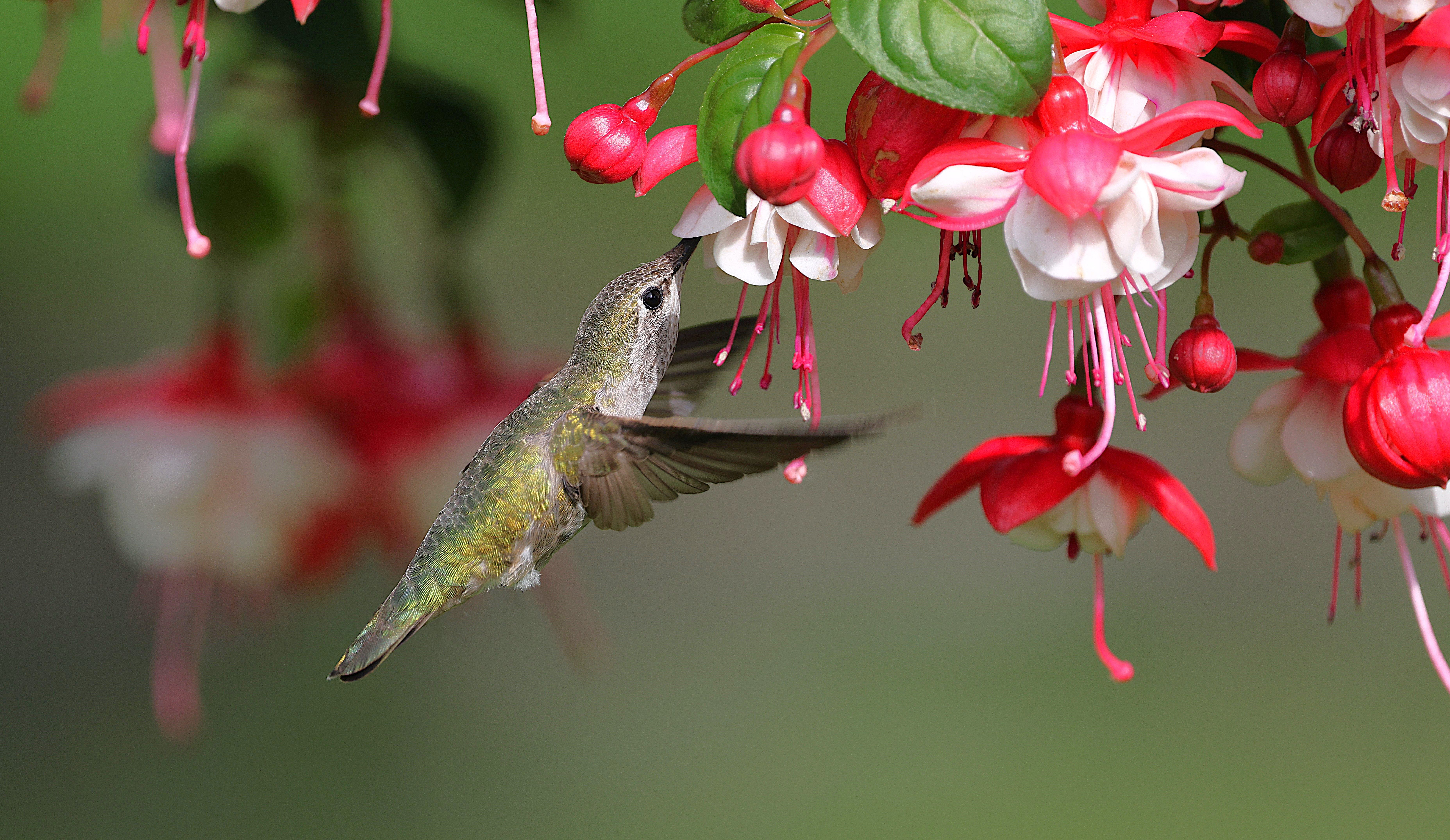 Hummingbird Feeding Among Vibrant Fuchsias · Free Stock Photo