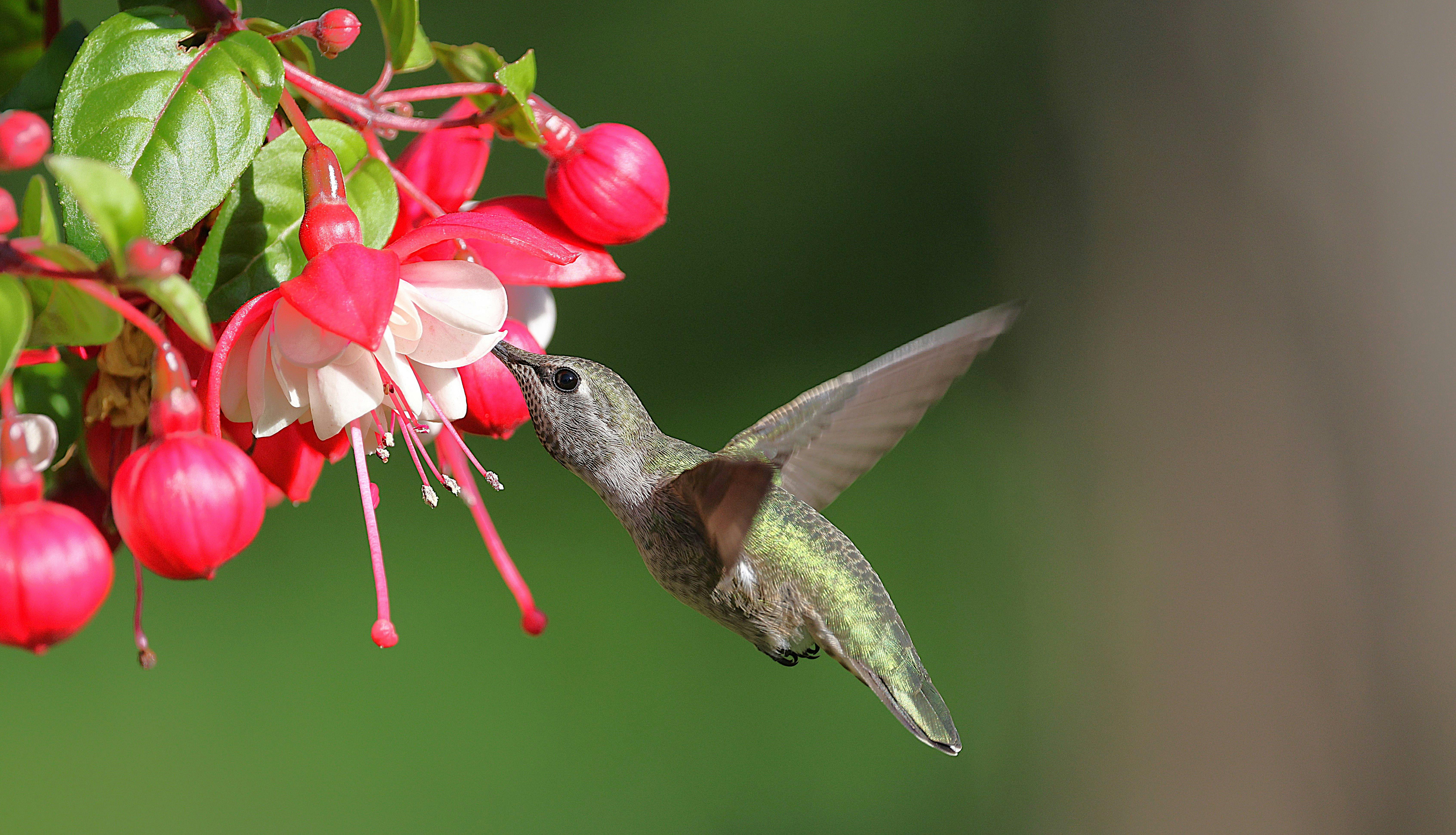 Hummingbirds Photos, Download The BEST Free Hummingbirds Stock Photos ...
