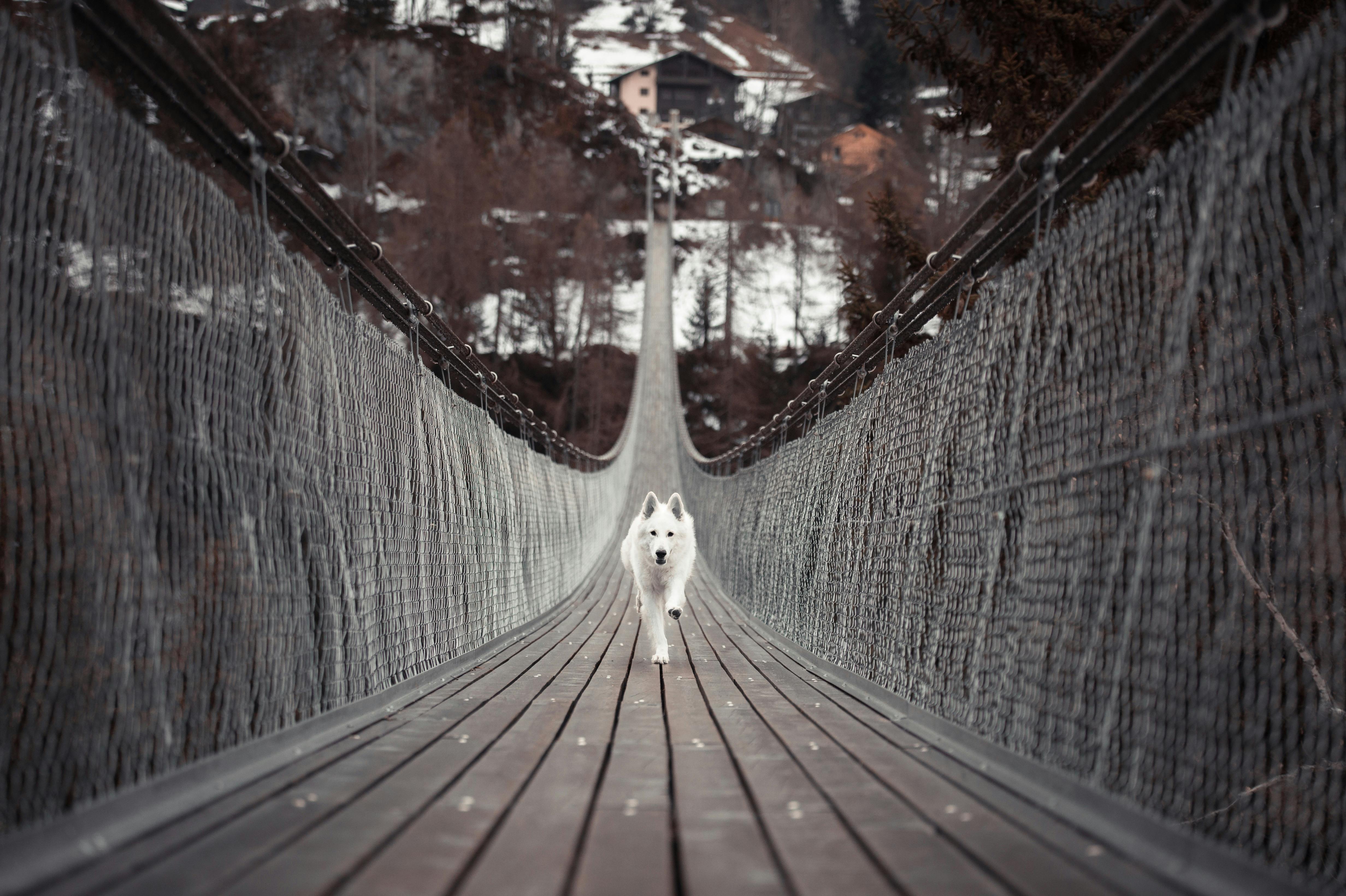 Dog Running On Bridge · Free Stock Photo