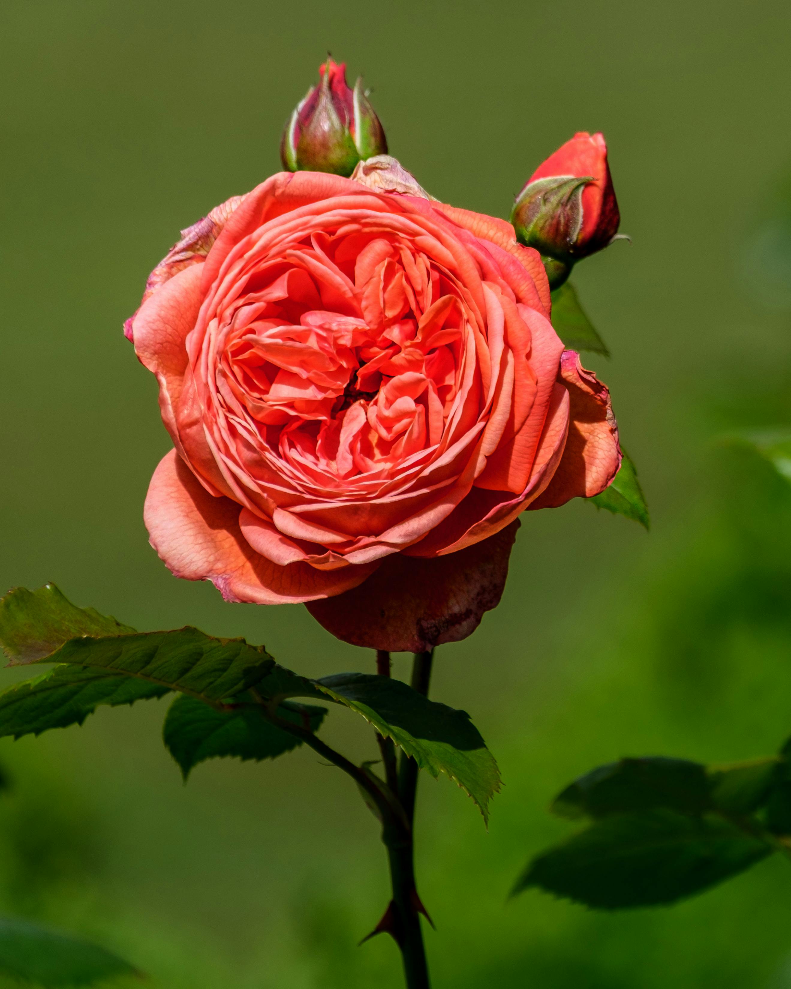 Vibrant Red Rose in Bloom with Buds · Free Stock Photo