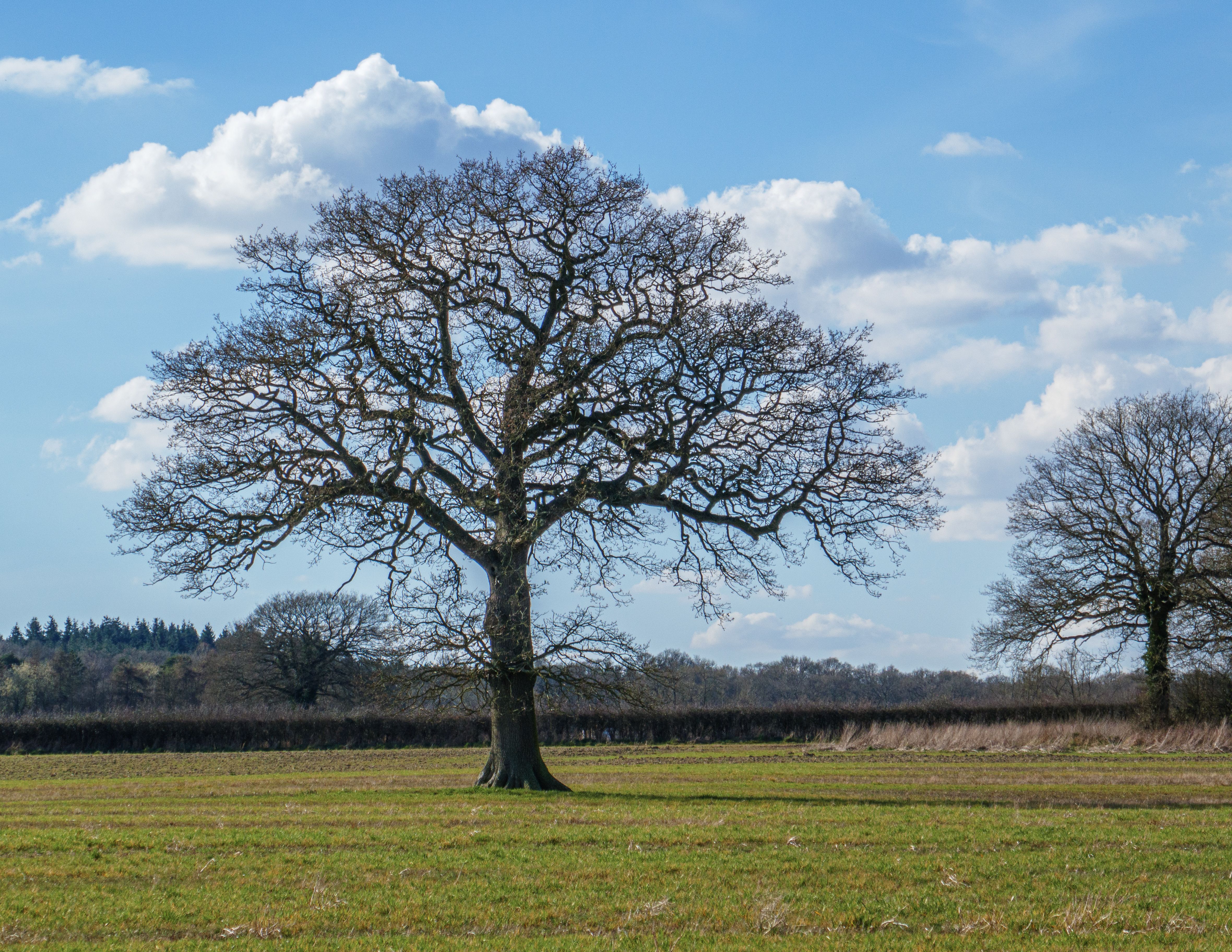 Majestic Bare Oak Tree in Sherborne Field · Free Stock Photo