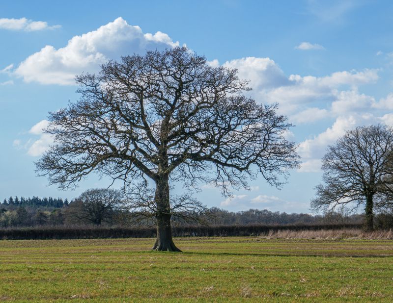 Oak Tree Photos, Download The BEST Free Oak Tree Stock Photos & HD Images