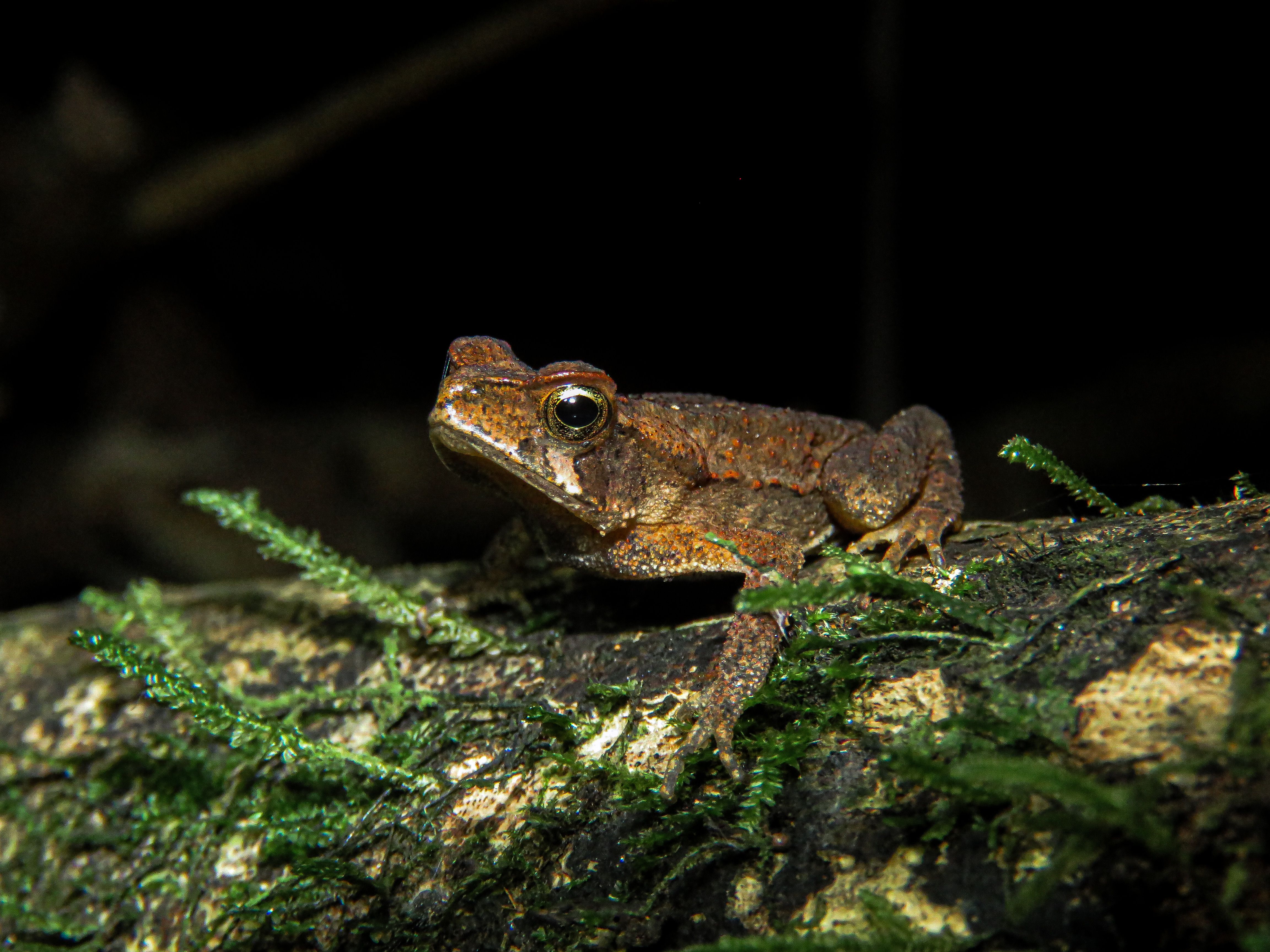 Close-up of Brazilian Forest Frog on Mossy Branch · Free Stock Photo