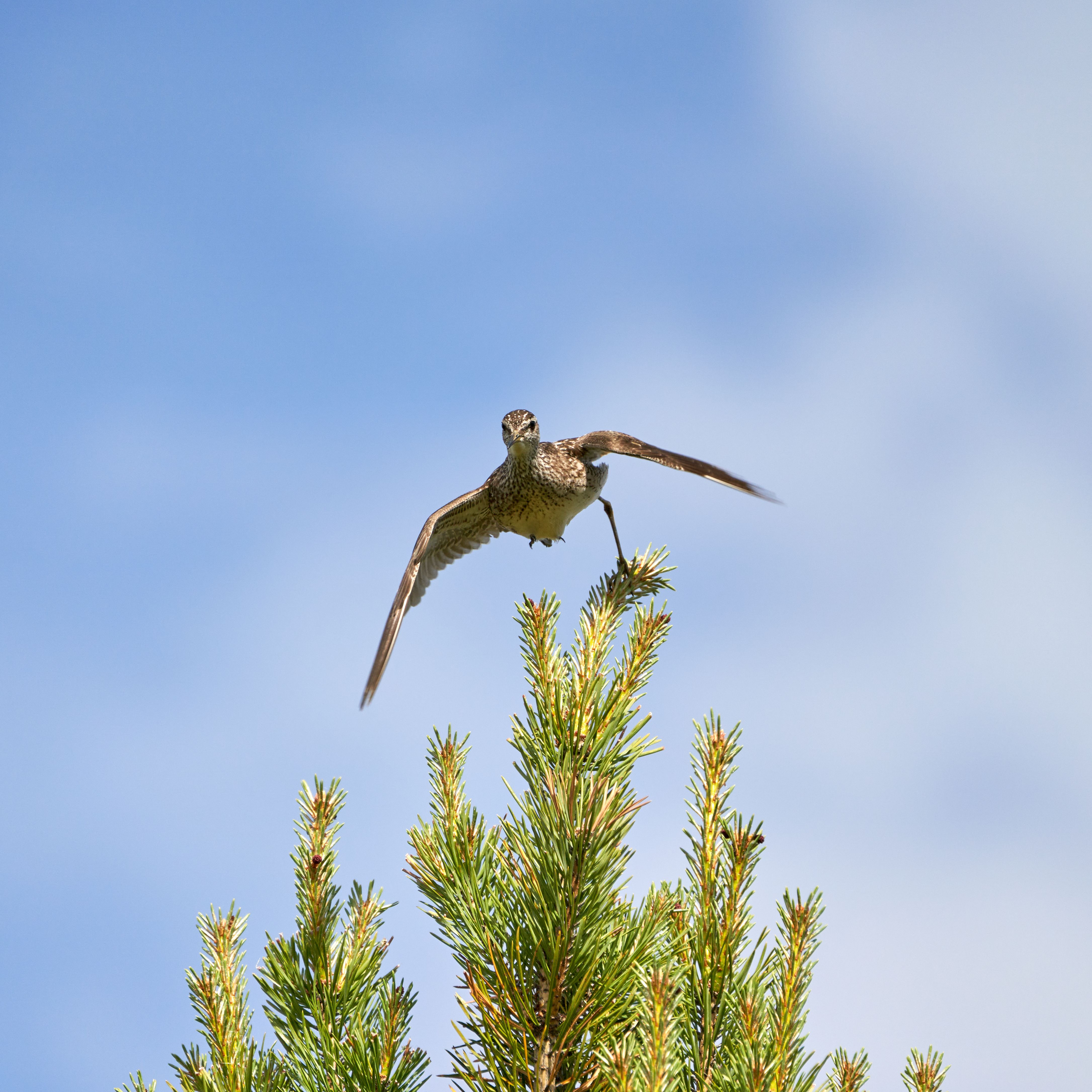 Wood Sandpiper in Flight Over Krøderen, Norway · Free Stock Photo