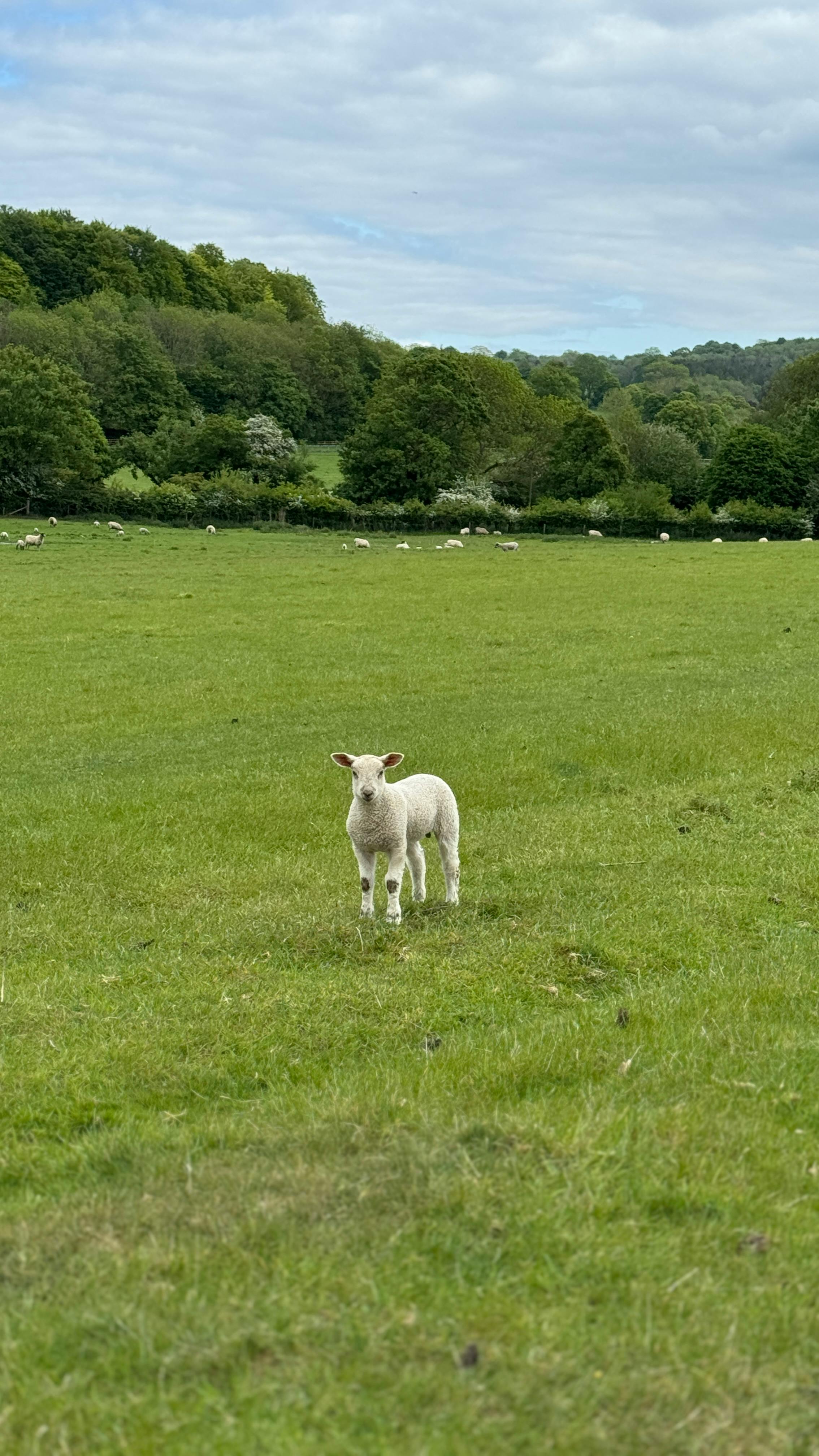 Cute Avatars Photos, Download The BEST Free Cute Avatars Stock Photos ...