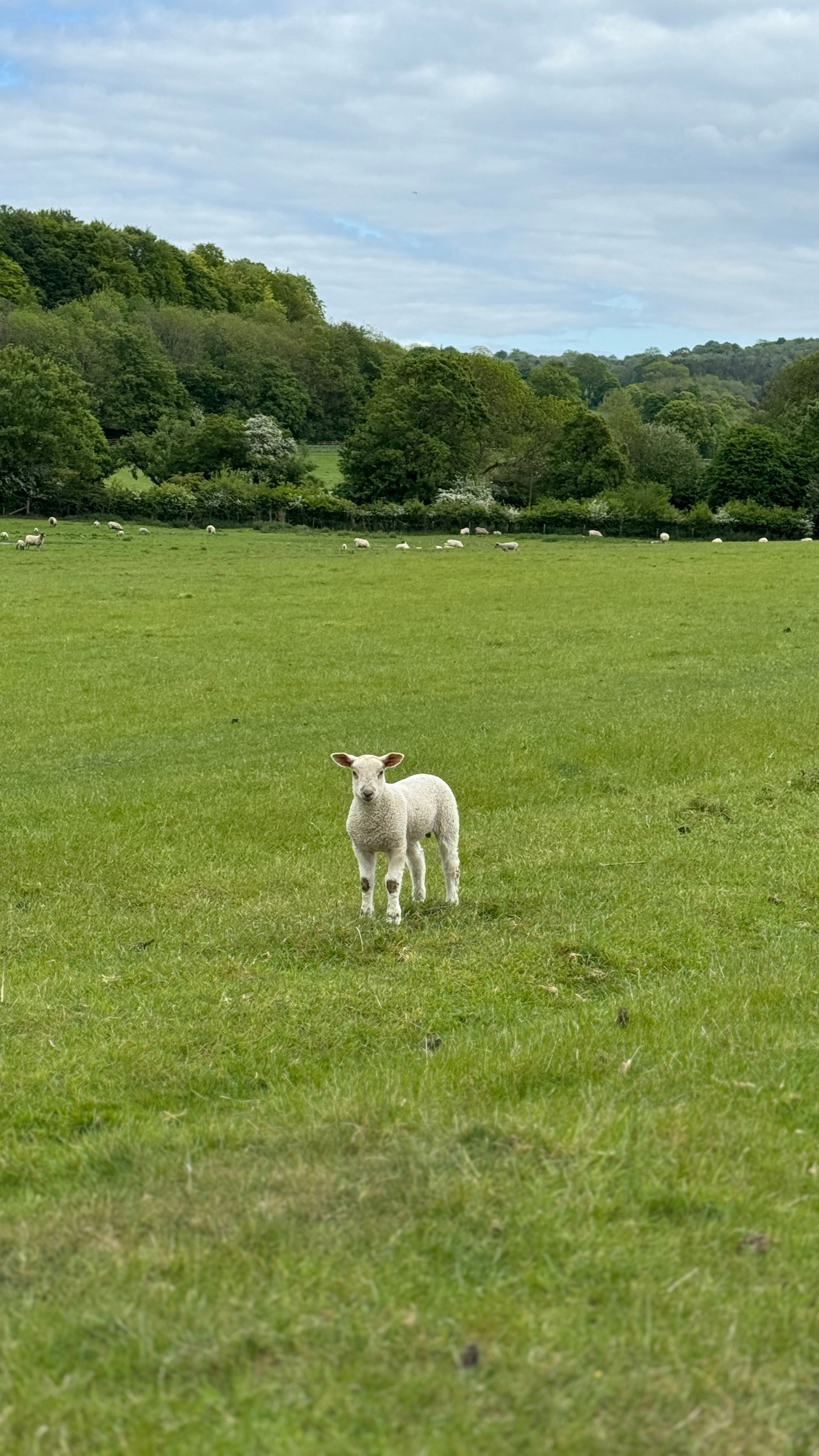 Charming Lamb in English Countryside Landscape · Free Stock Photo