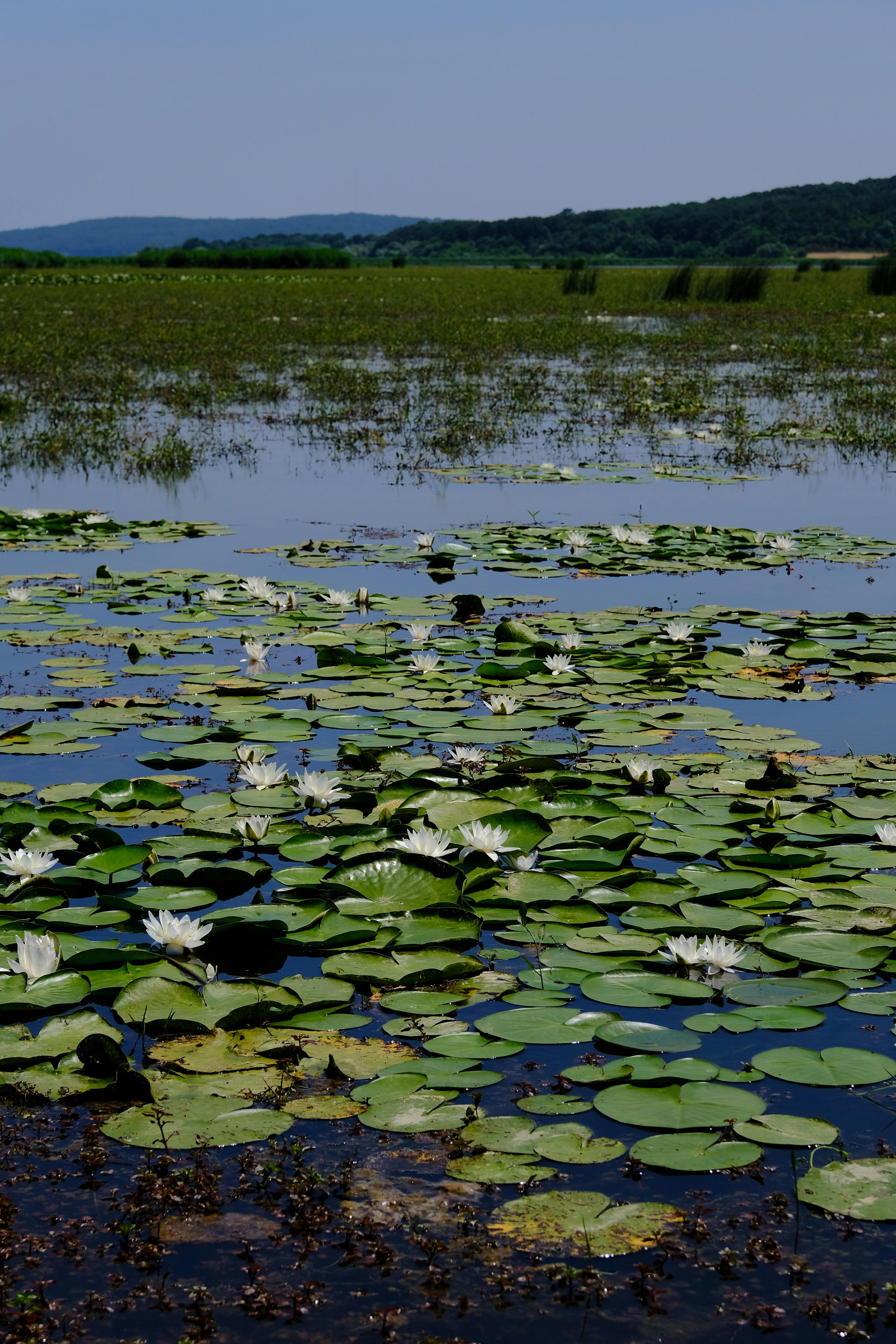 Landscape Receipt Photo Photos, Download The BEST Free Landscape ...