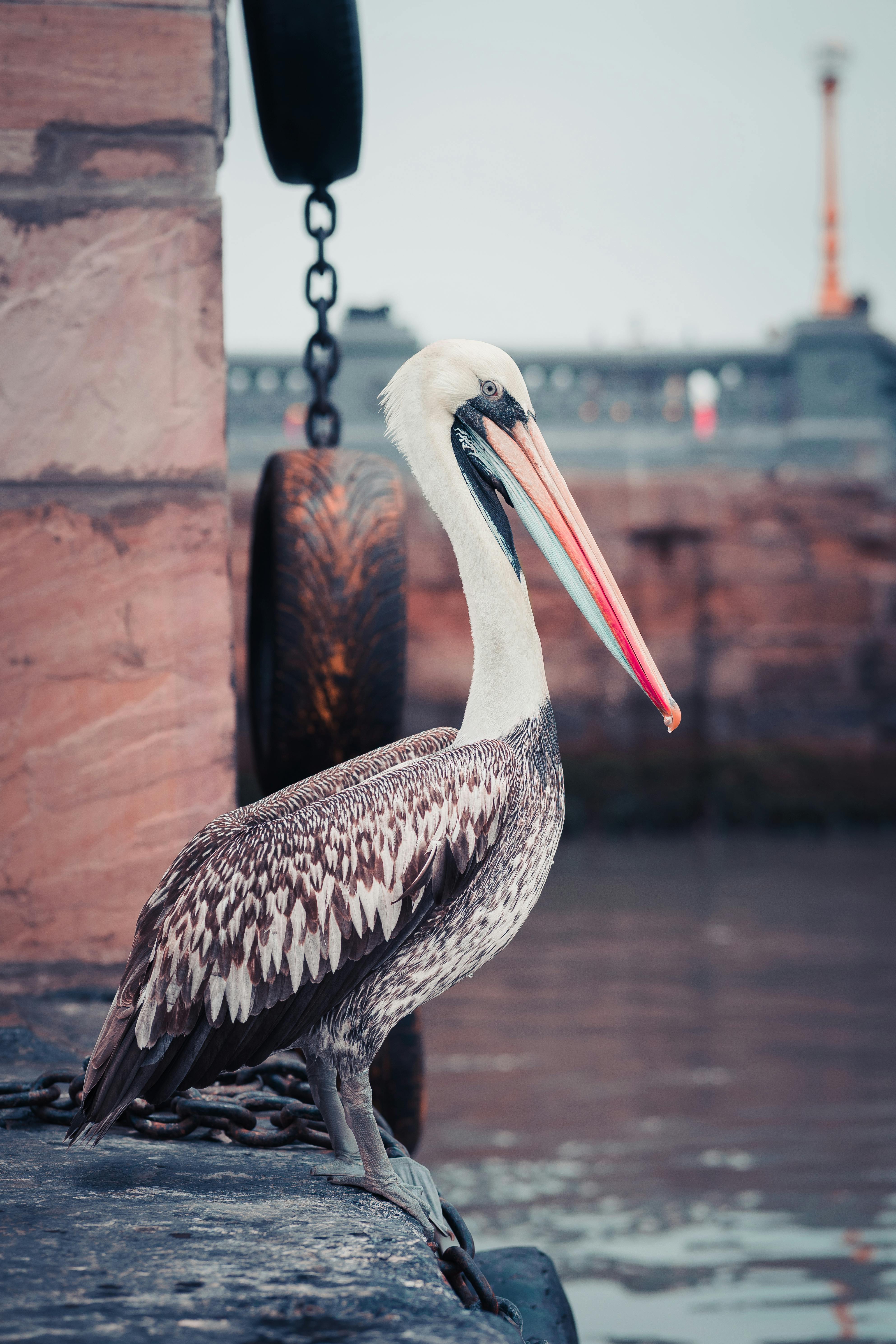Dock Animal Photos, Download The BEST Free Dock Animal Stock Photos ...