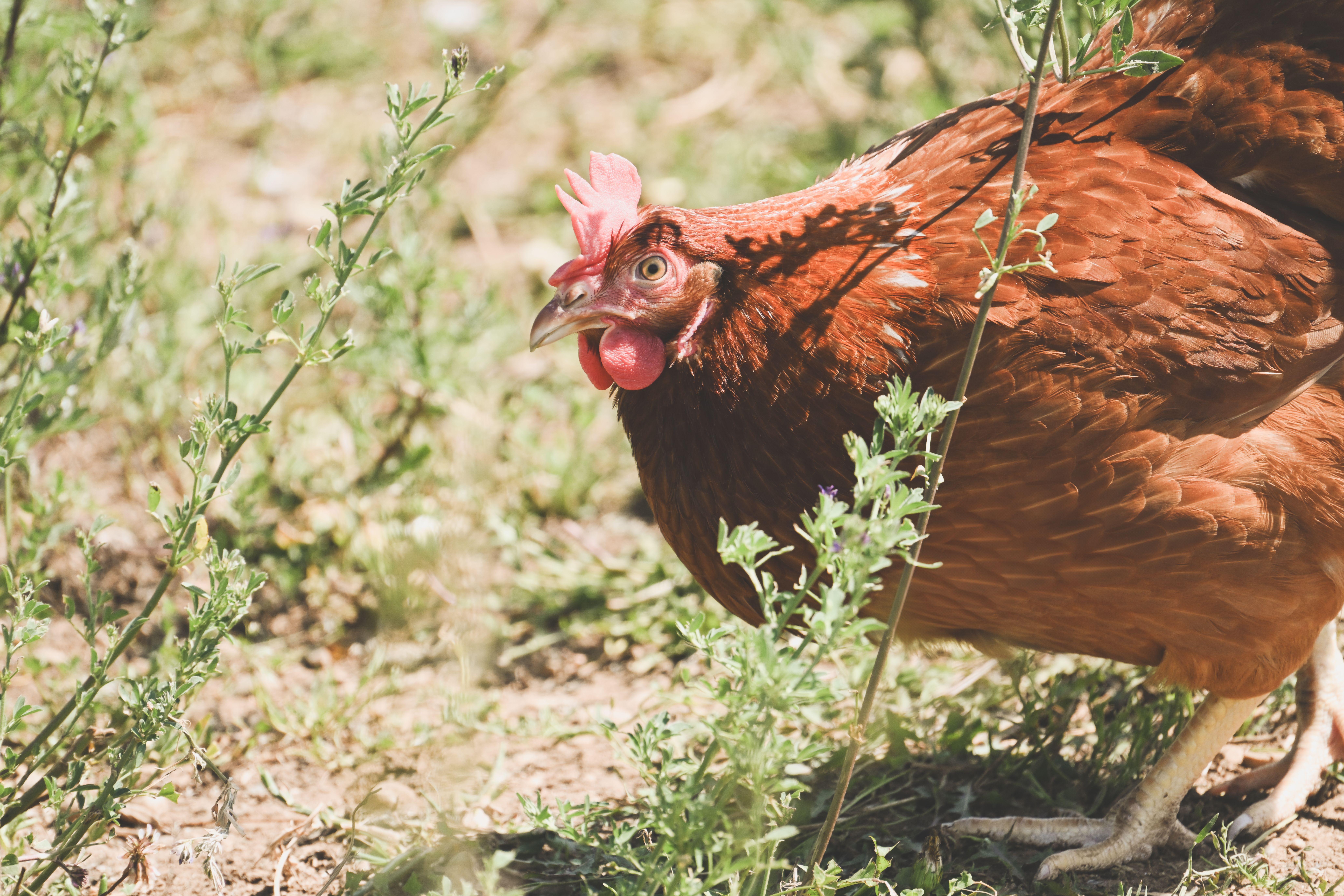 Close-up of Two Chickens Foraging on Gravel Path · Free Stock Photo