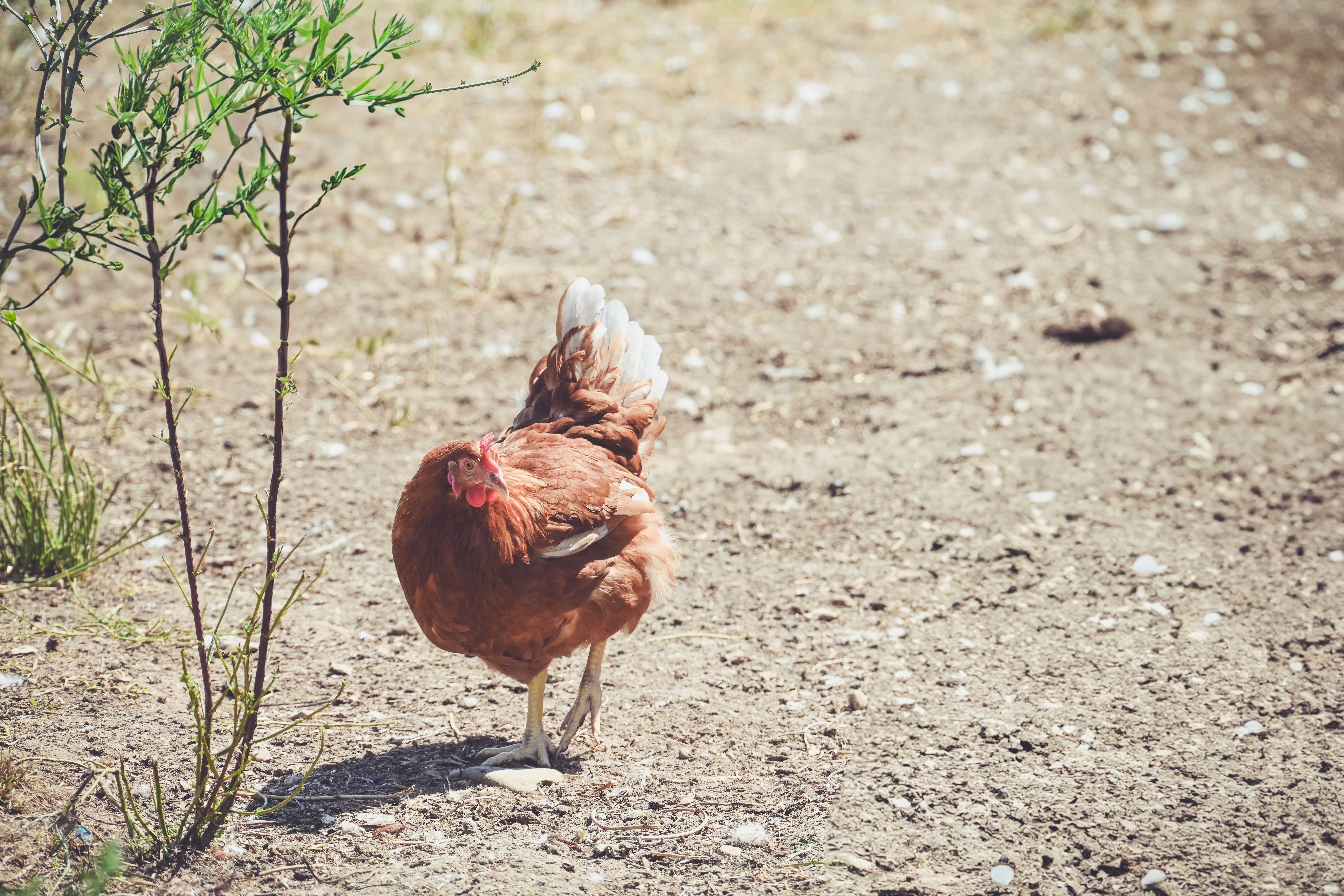 Free-range Hen in Sunny Farmyard · Free Stock Photo