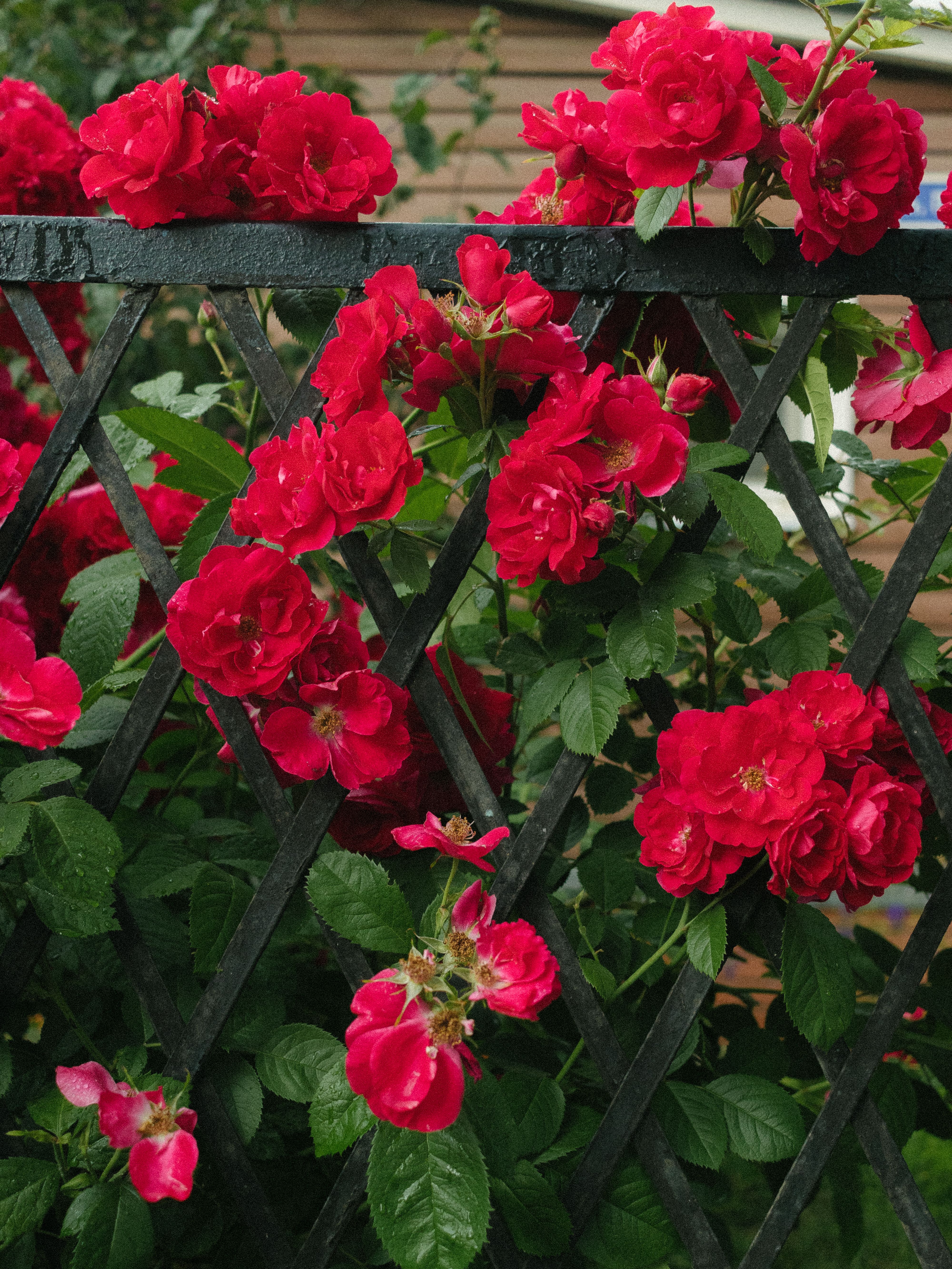 Vibrant Red Roses on Garden Trellis · Free Stock Photo