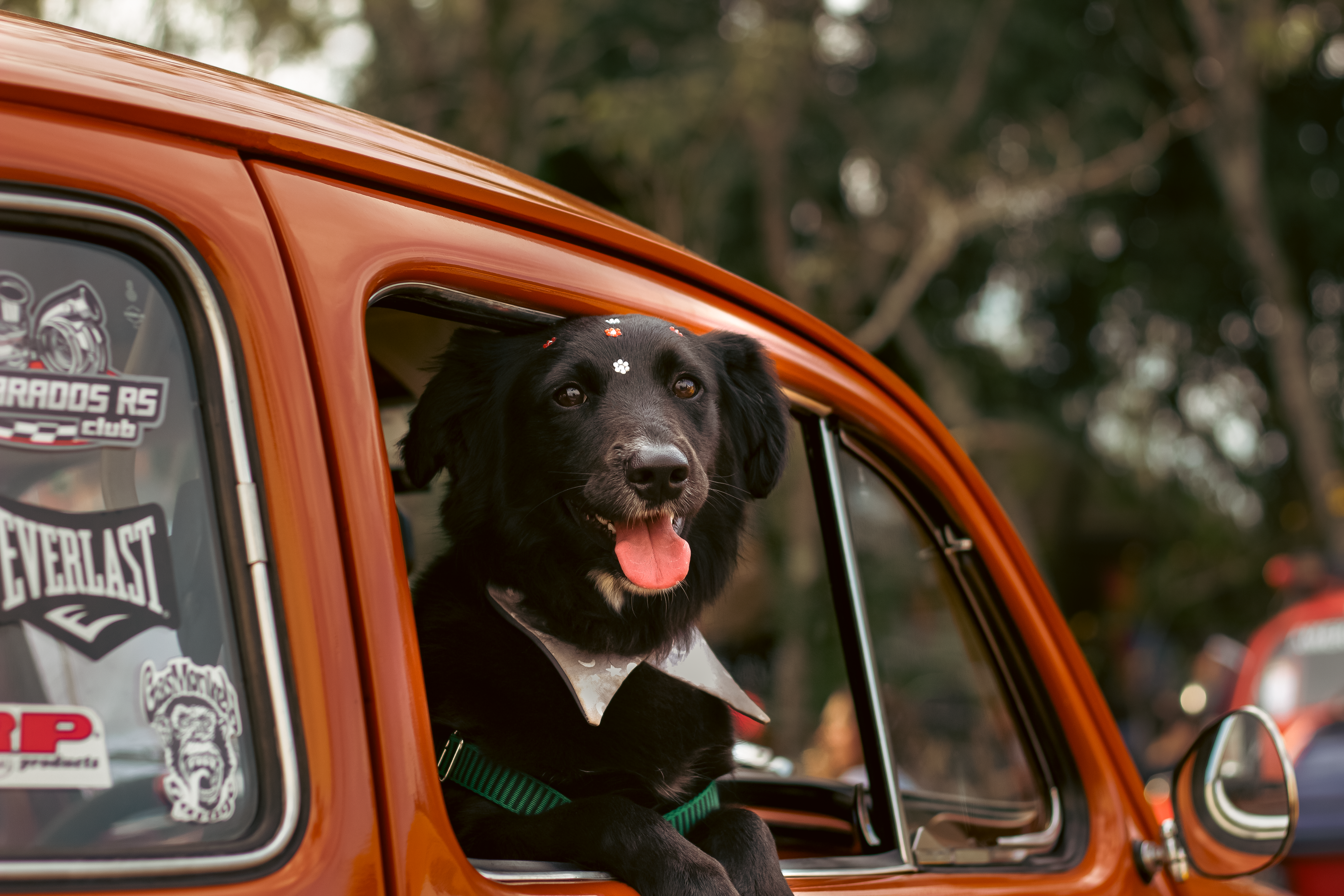 Car Window Dog Photos, Download The BEST Free Car Window Dog Stock ...
