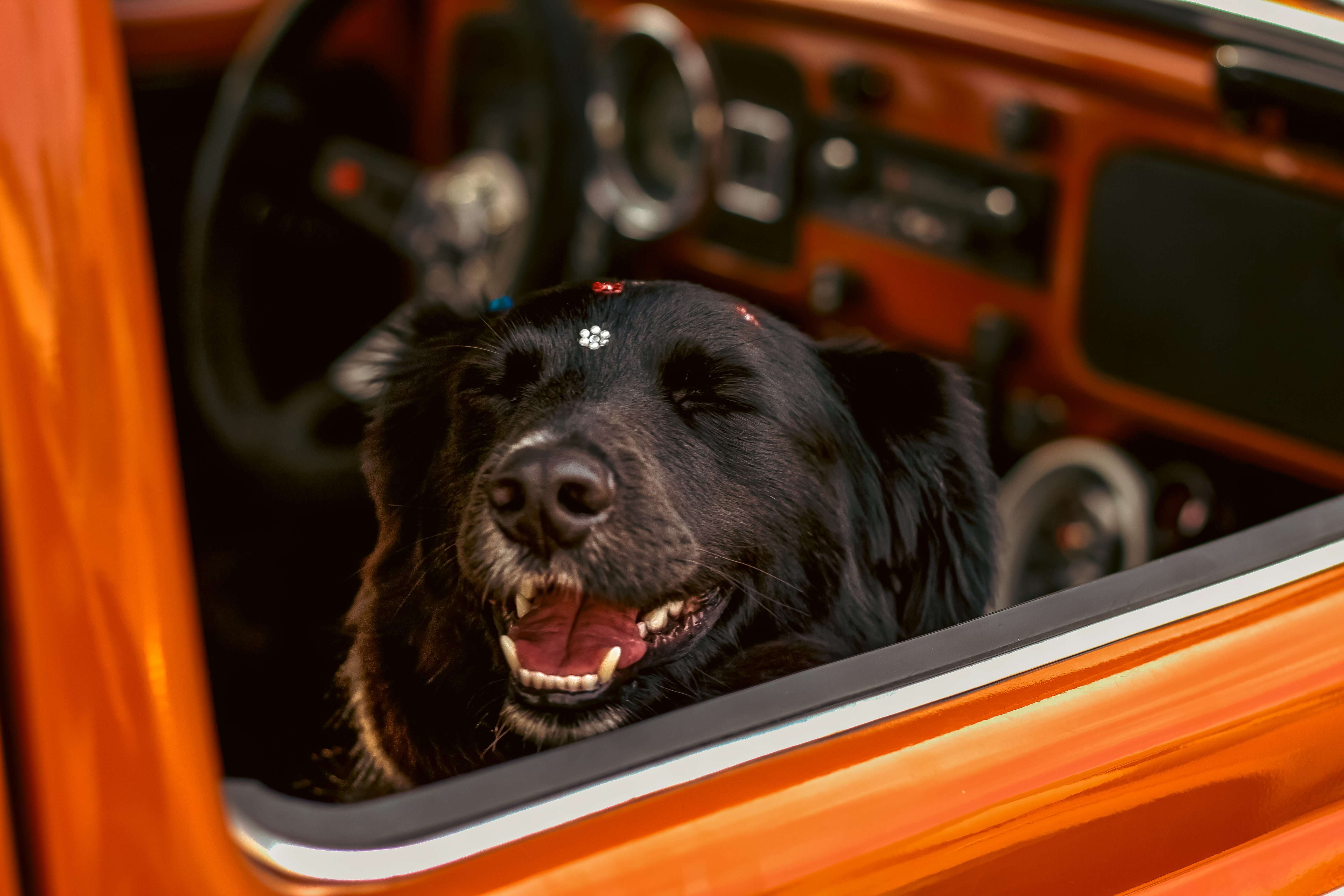 Perro Feliz Disfrutando De Un Paseo En Un Coche Clásico · Foto de stock ...