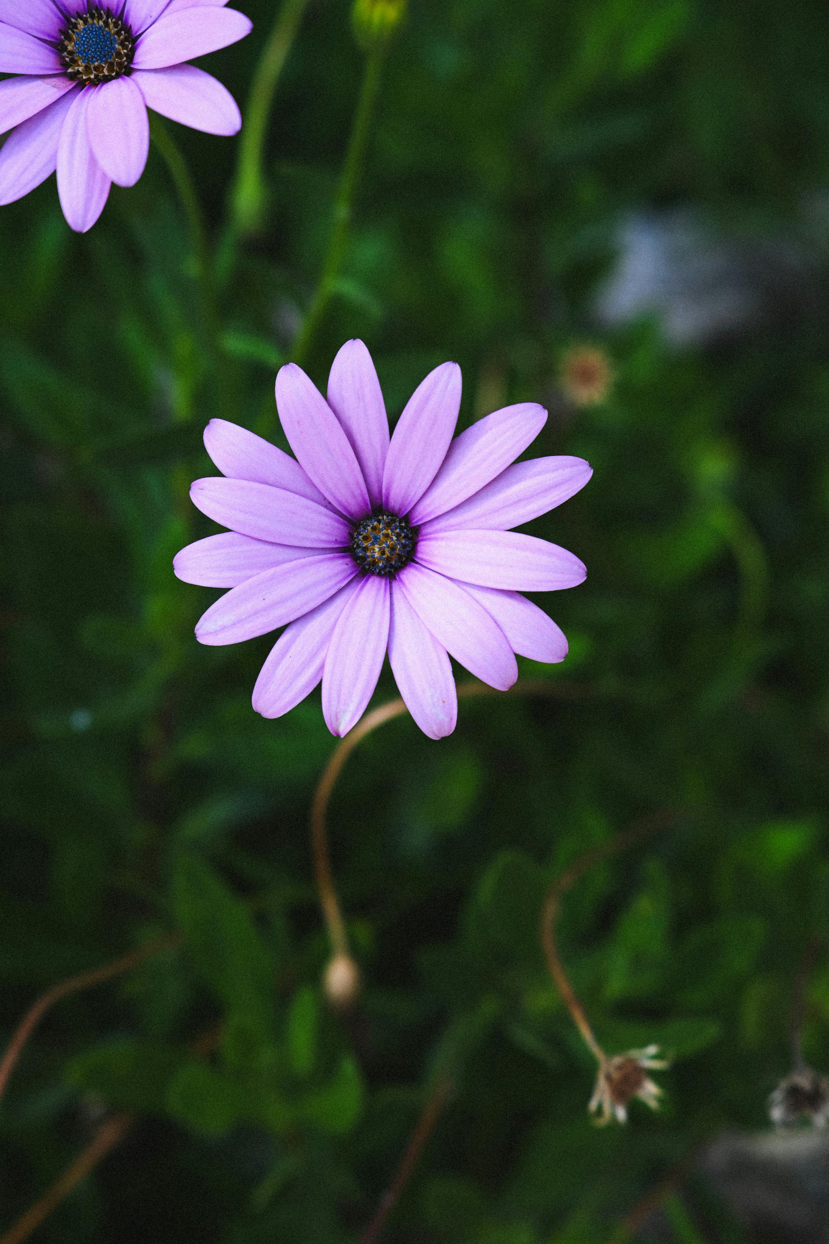 Purple Capes Photos, Download The BEST Free Purple Capes Stock Photos ...