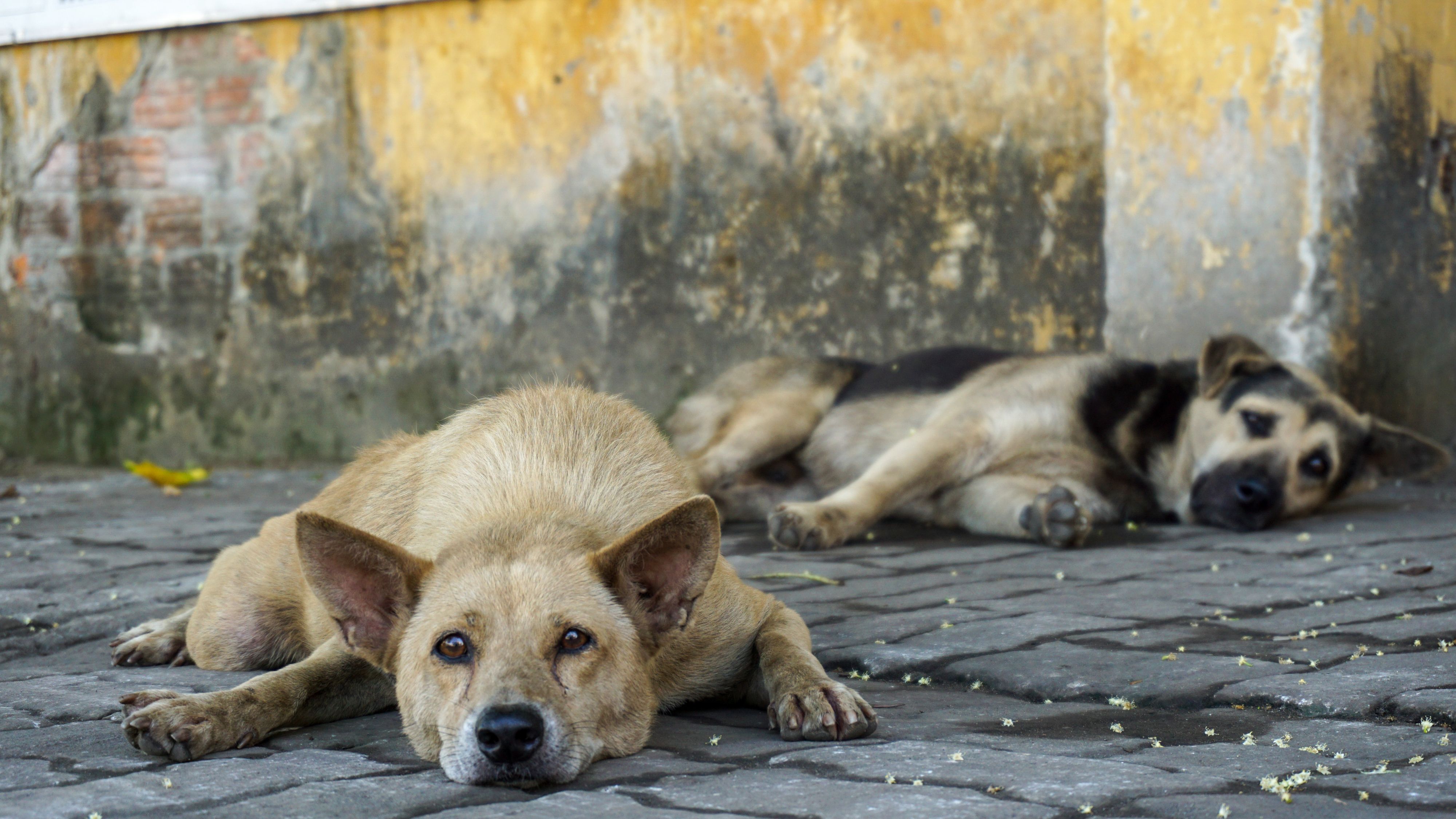 Relaxed Street Dogs in Da Nang, Vietnam · Free Stock Photo