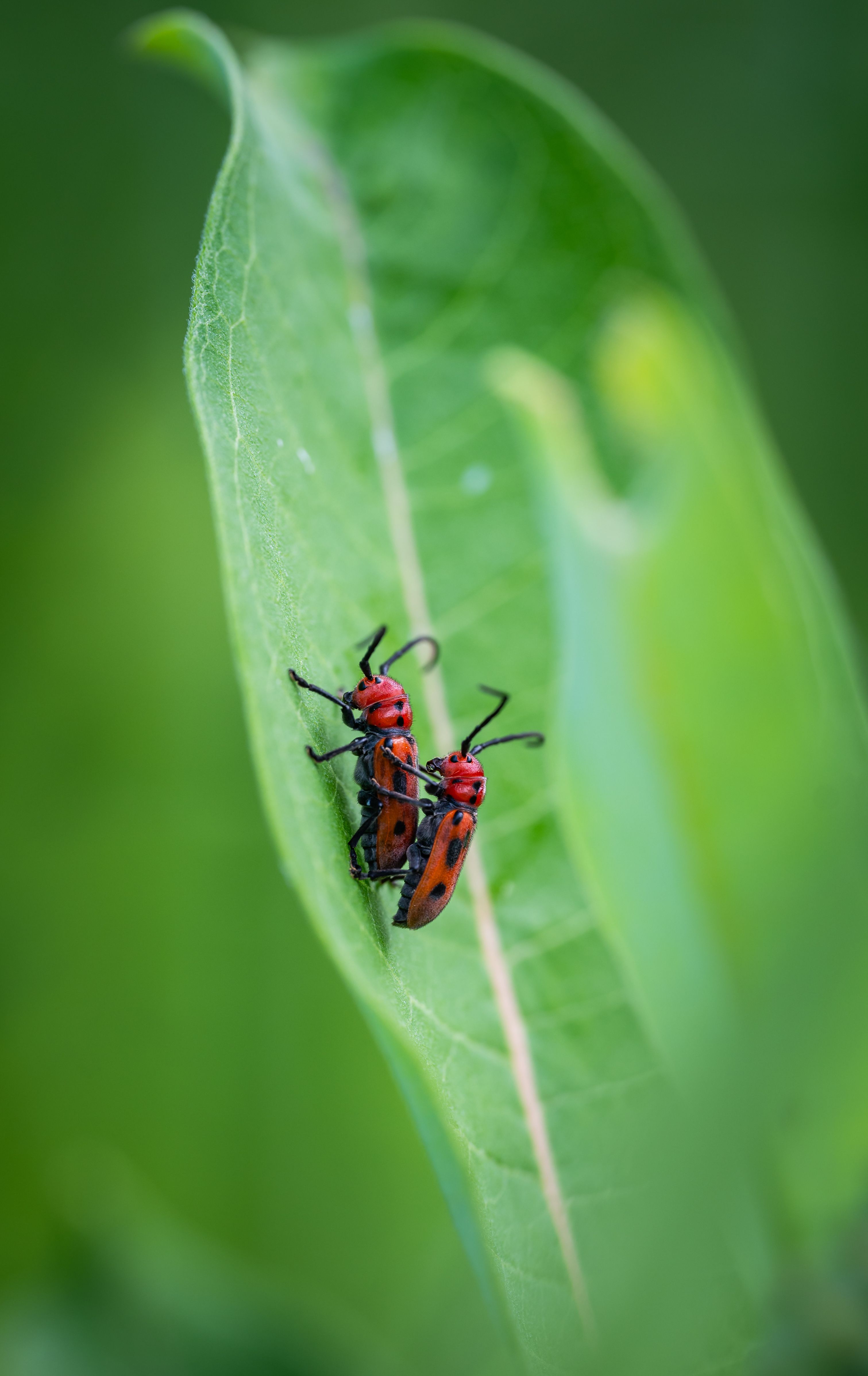 Red Beetles on Green Leaf in Natural Habitat · Free Stock Photo