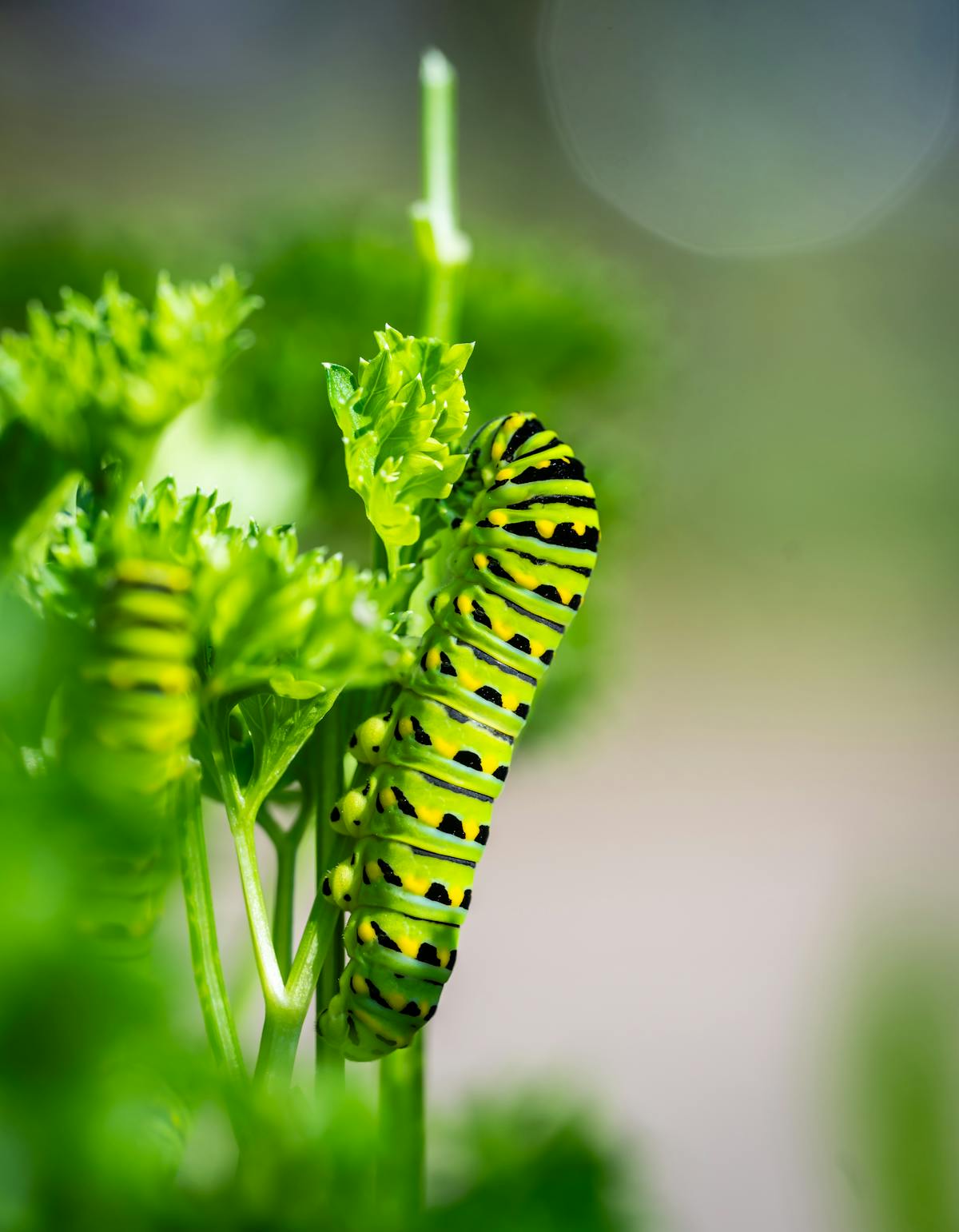 Caterpillar Background Photos, Download The BEST Free Caterpillar ...