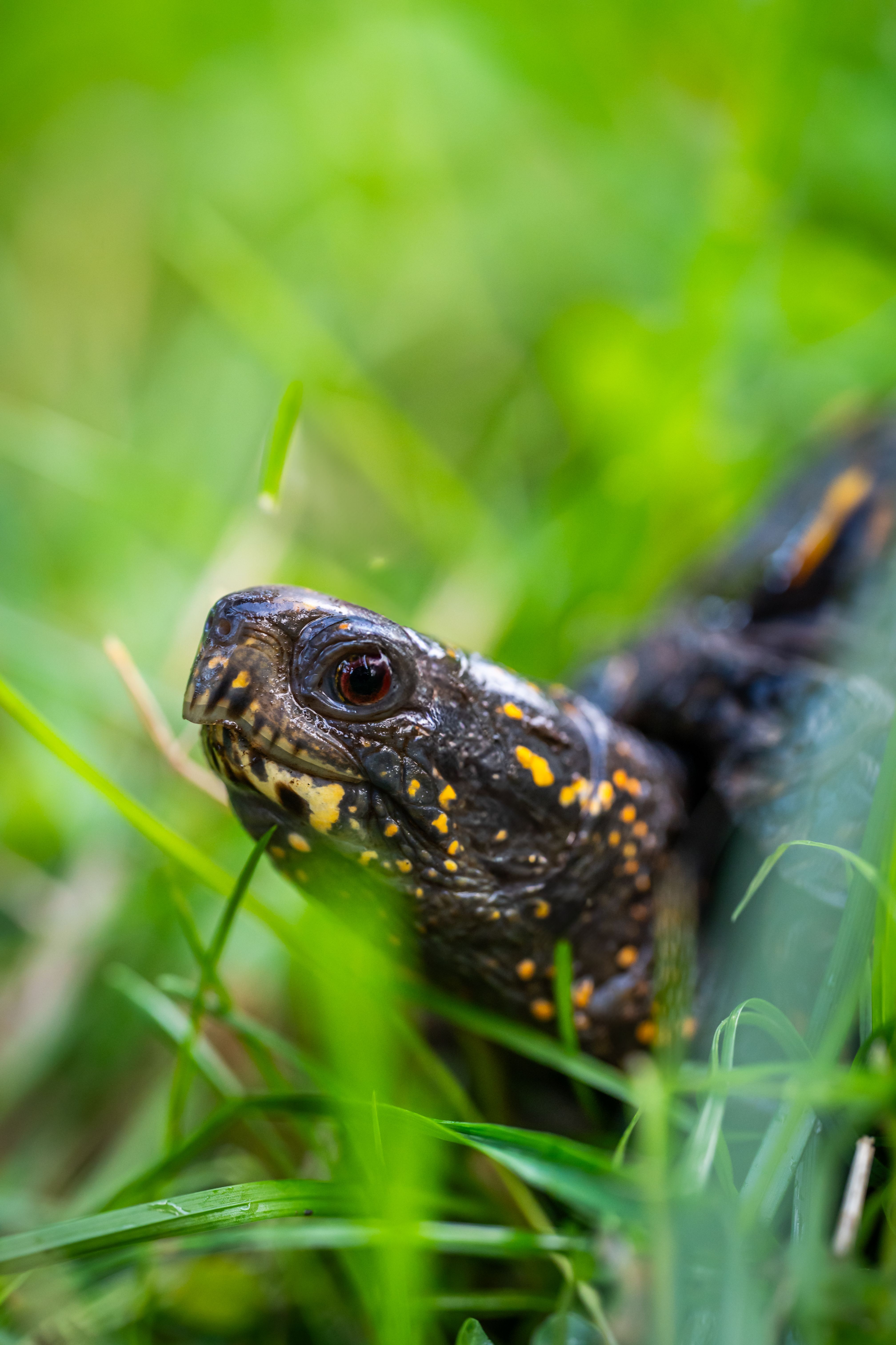 Box+Turtles+Pictures Photos, Download The BEST Free Box+Turtles ...