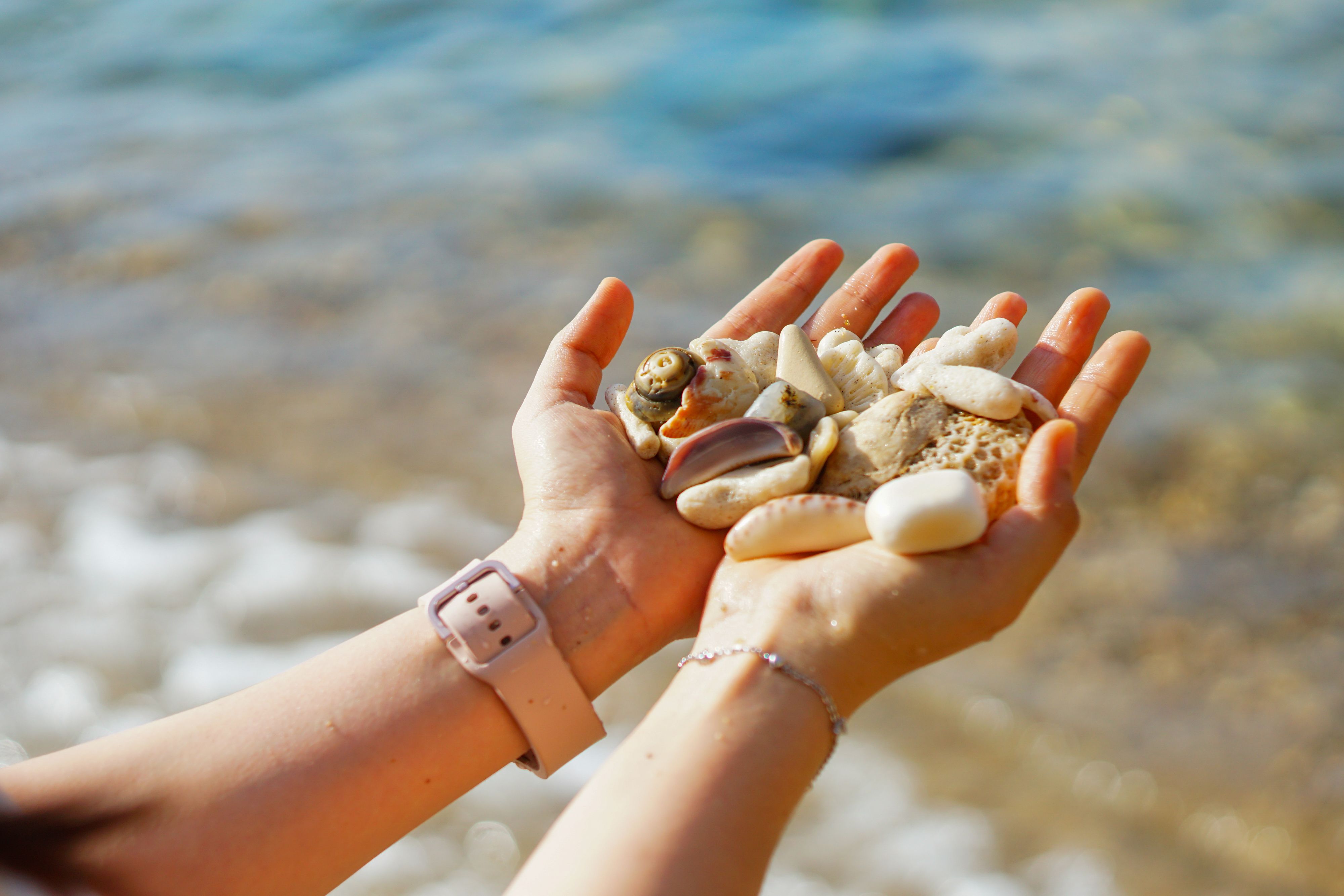 Shells in Hands by the Đà Nẵng Coastline · Free Stock Photo