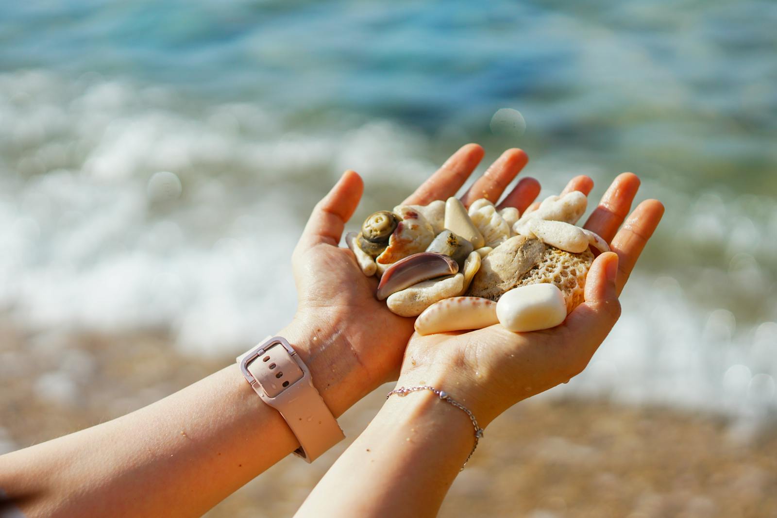 Two Shells By The Sea Photos, Download The BEST Free Two Shells By The ...