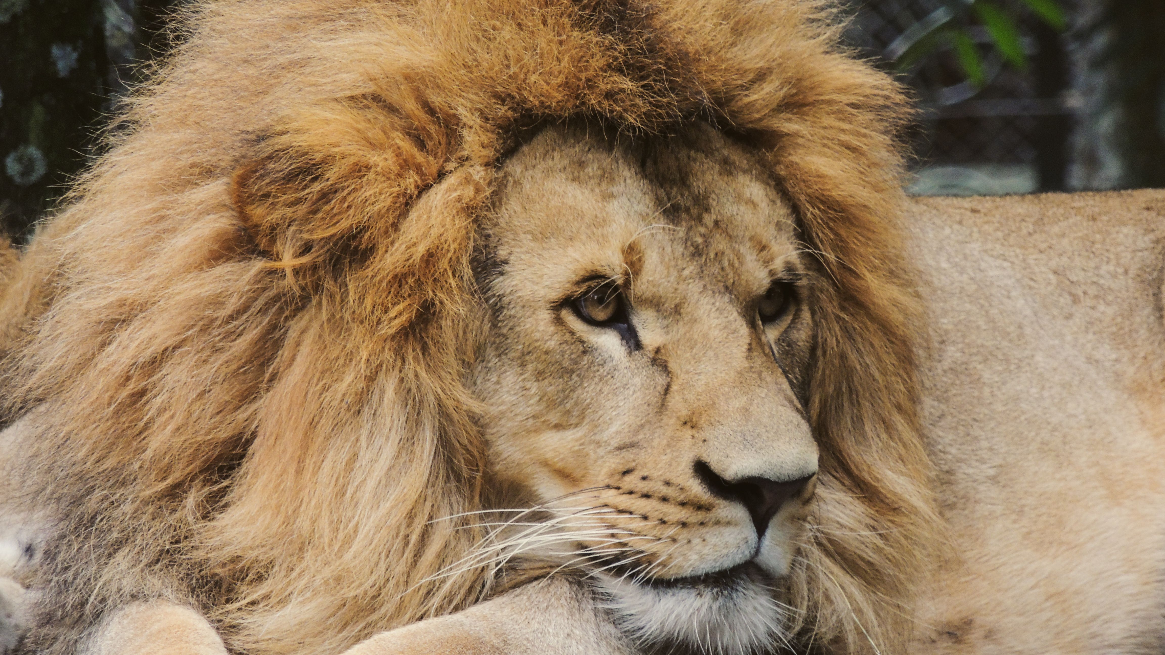 10.000+ Fotos y Imágenes de Lion+haircut Gratis · Banco de Fotos Gratis