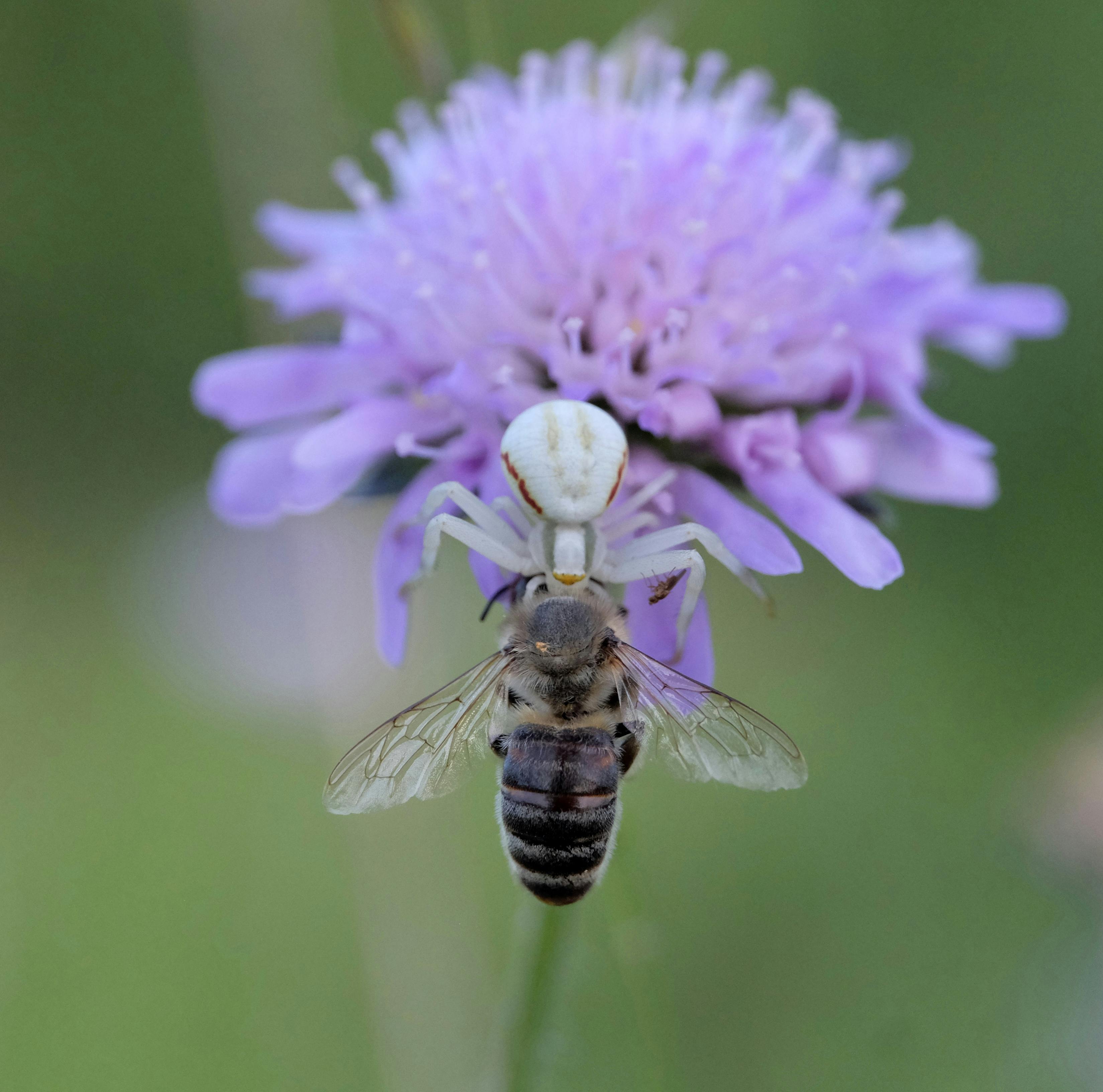 Lamborghini Spider Photos, Download The BEST Free Lamborghini Spider ...
