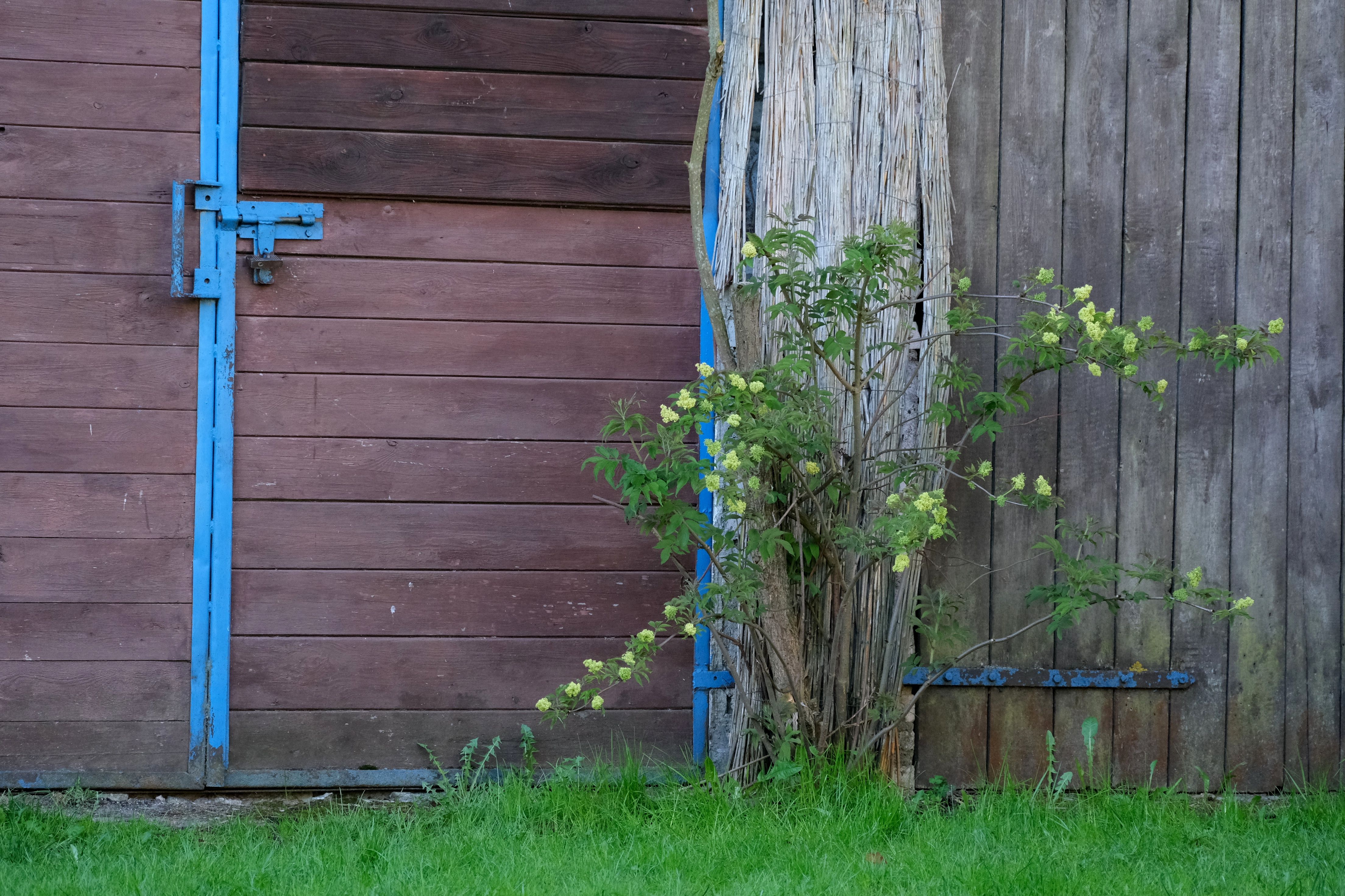 Rustic Wooden Door with Vibrant Flora Contrast · Free Stock Photo