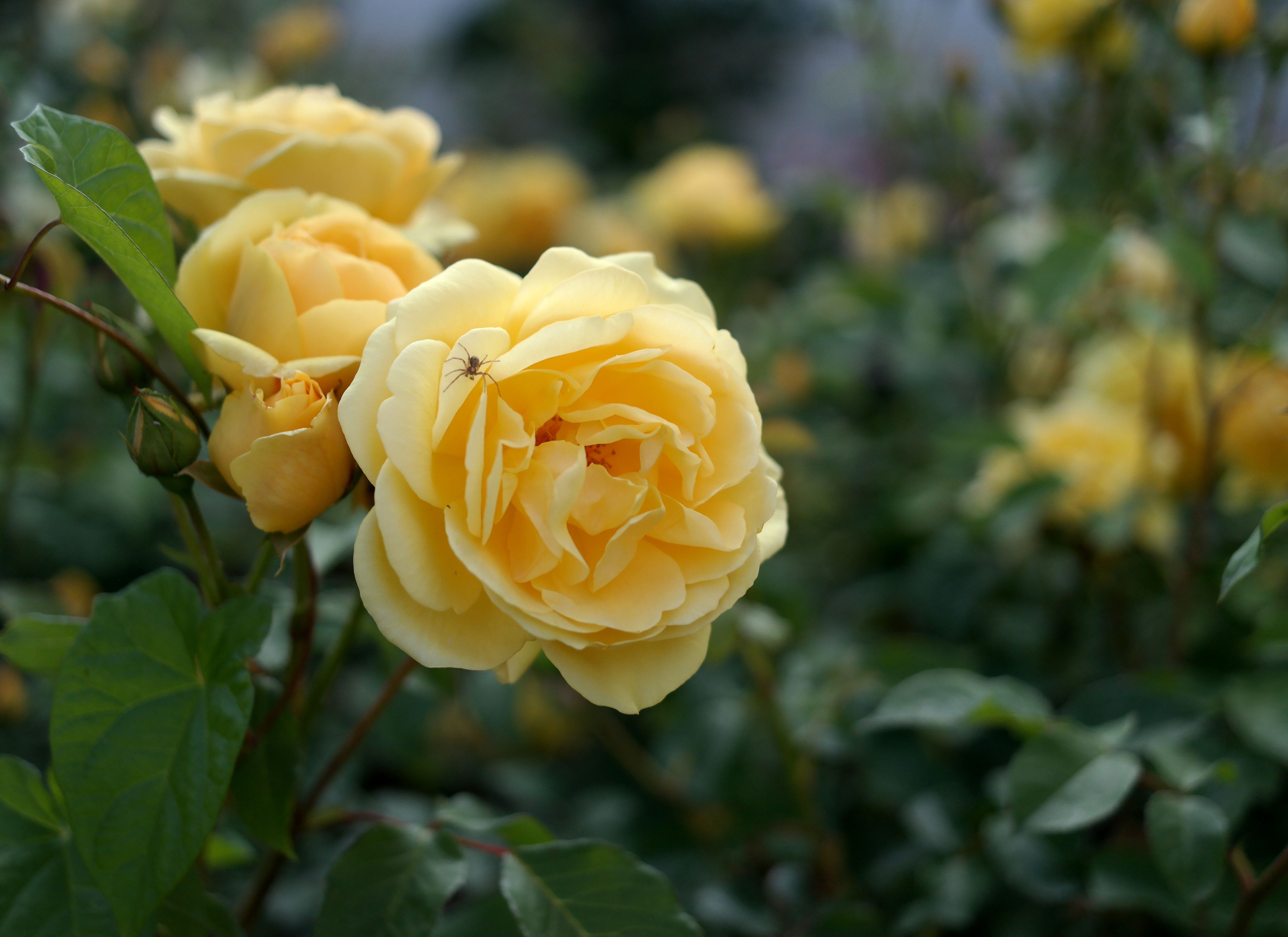 Yellow Rose Photos, Download The BEST Free Yellow Rose Stock Photos ...