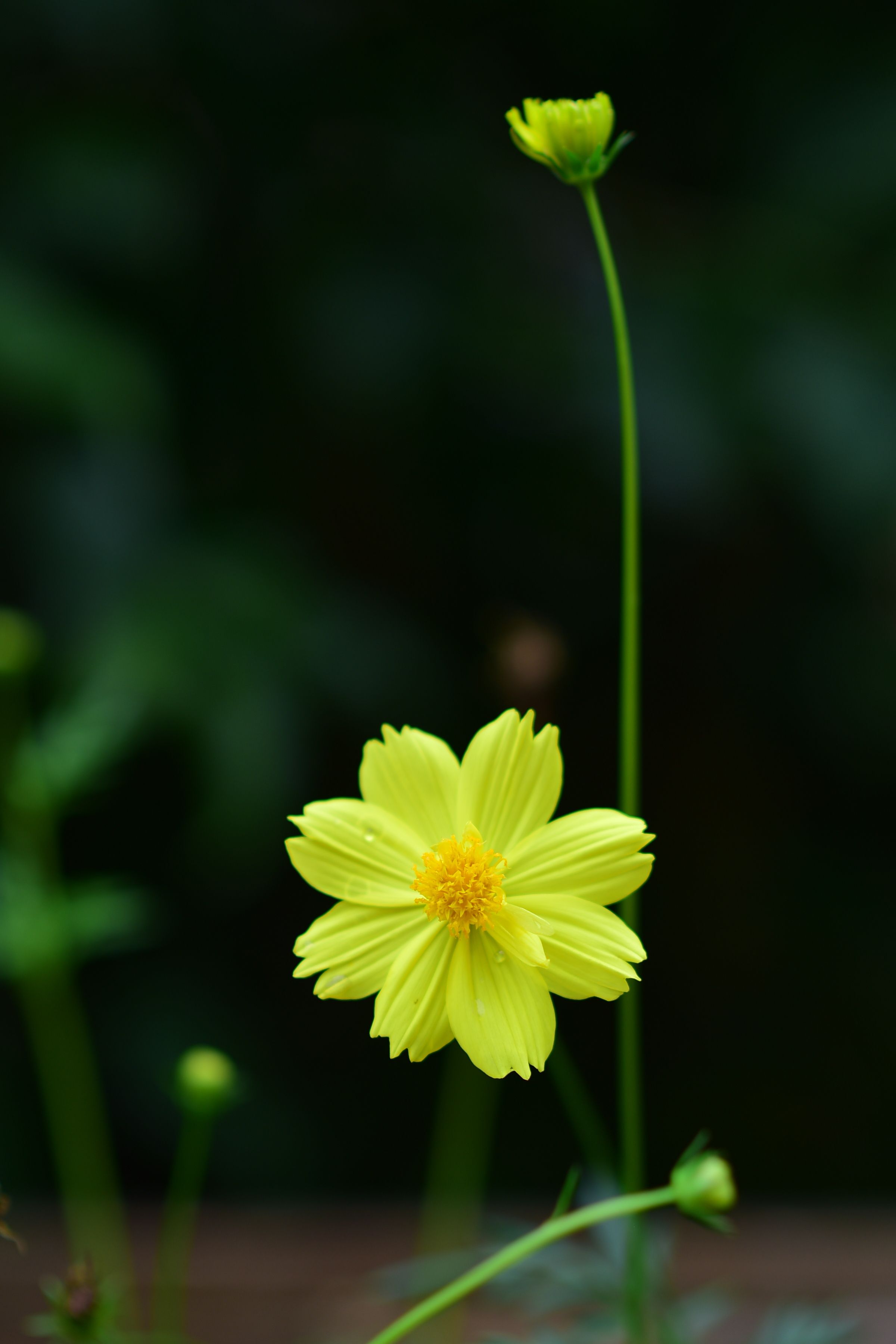 Close-up of Yellow Cosmos Flower in Bloom · Free Stock Photo