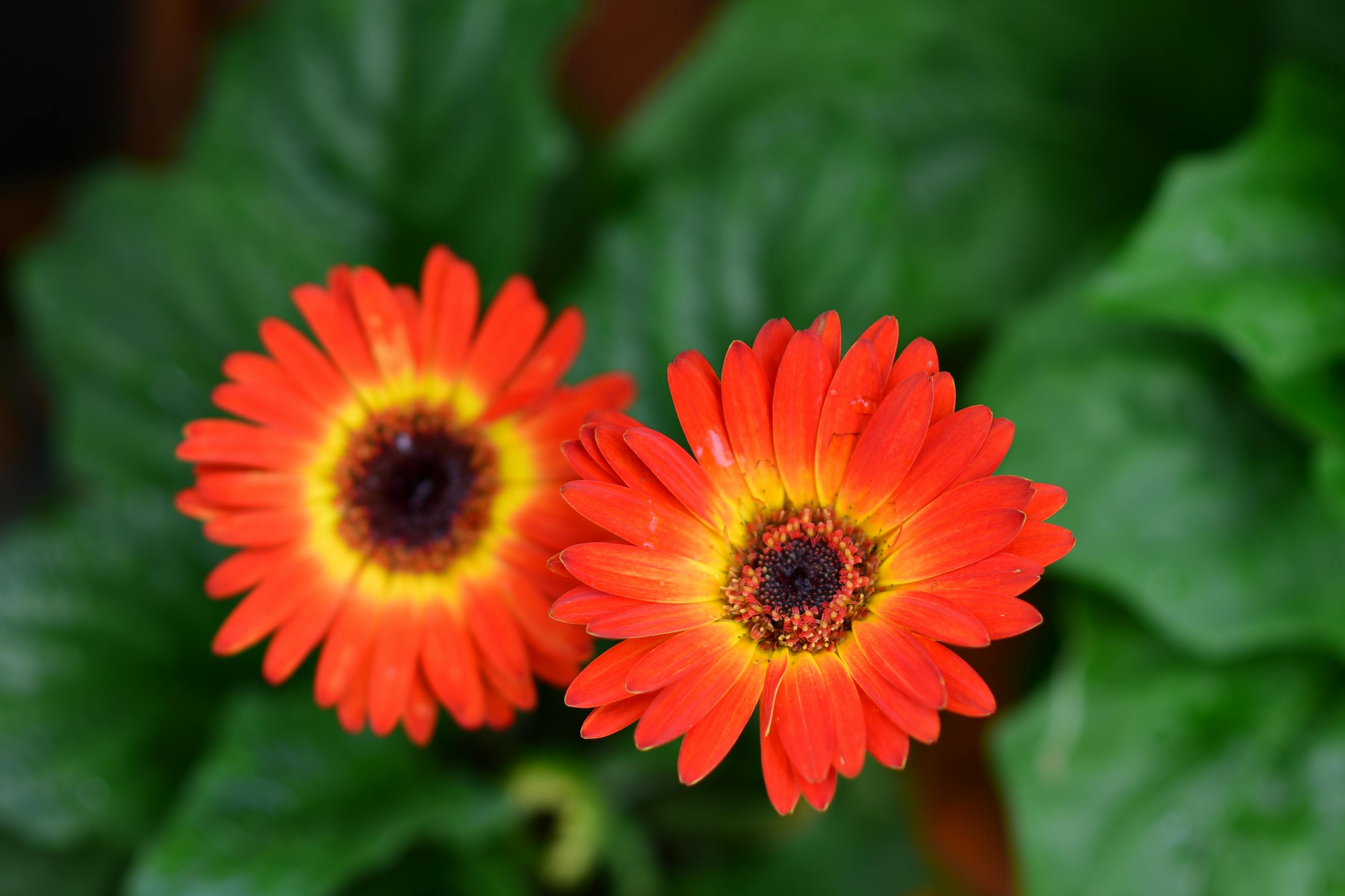 Colourful Flower Ijmage Photos, Download The BEST Free Colourful Flower ...