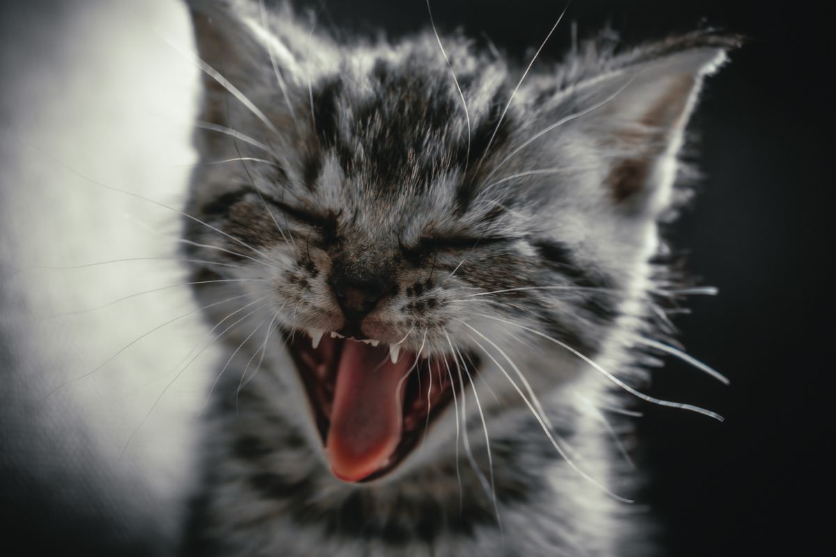 Yawning Photos, Download The BEST Free Yawning Stock Photos & HD Images