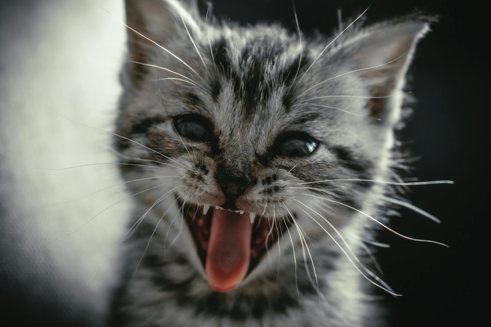 Yawning Photos, Download The BEST Free Yawning Stock Photos & HD Images