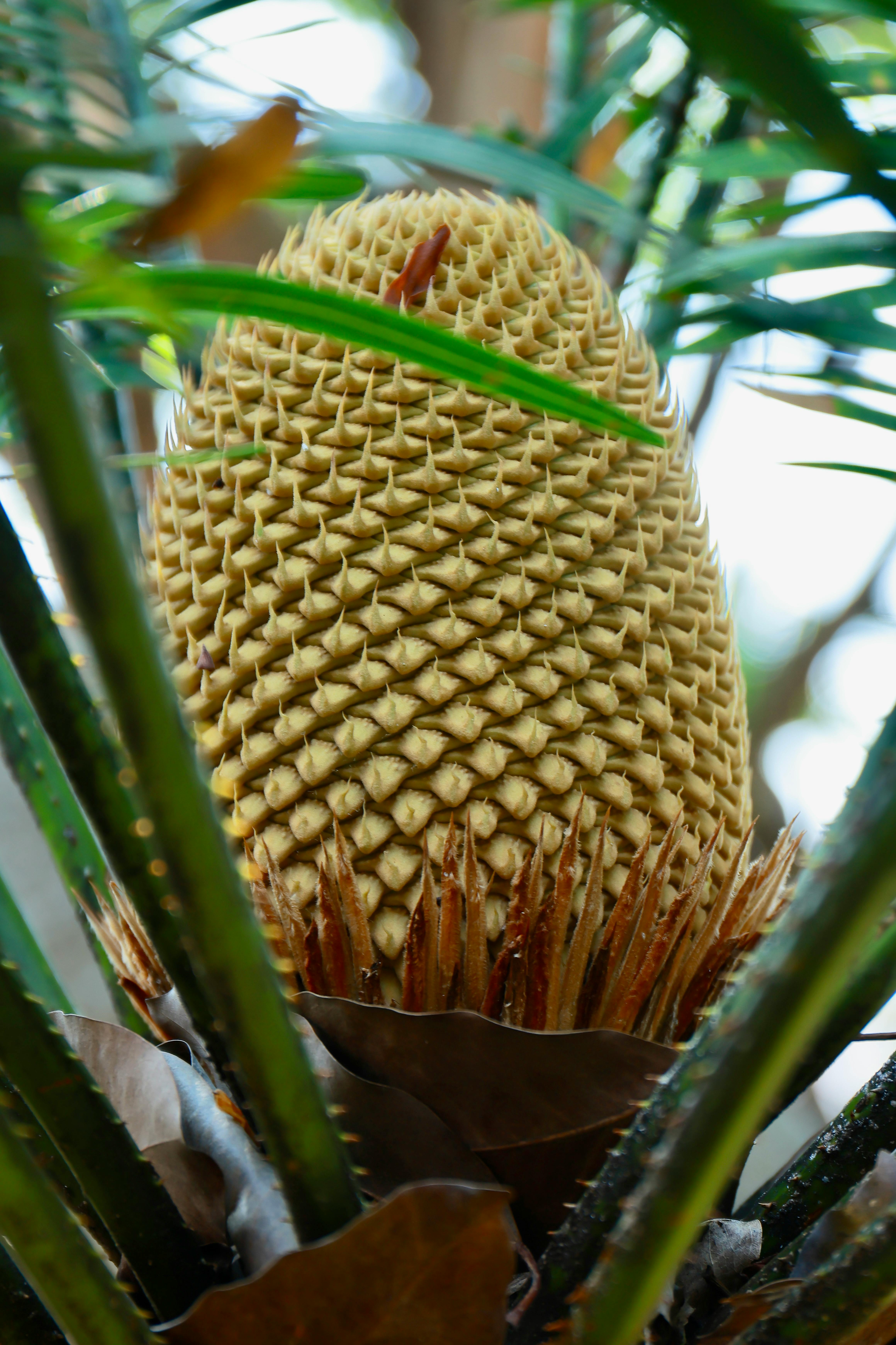 Cone Photos, Download The BEST Free Cone Stock Photos & HD Images