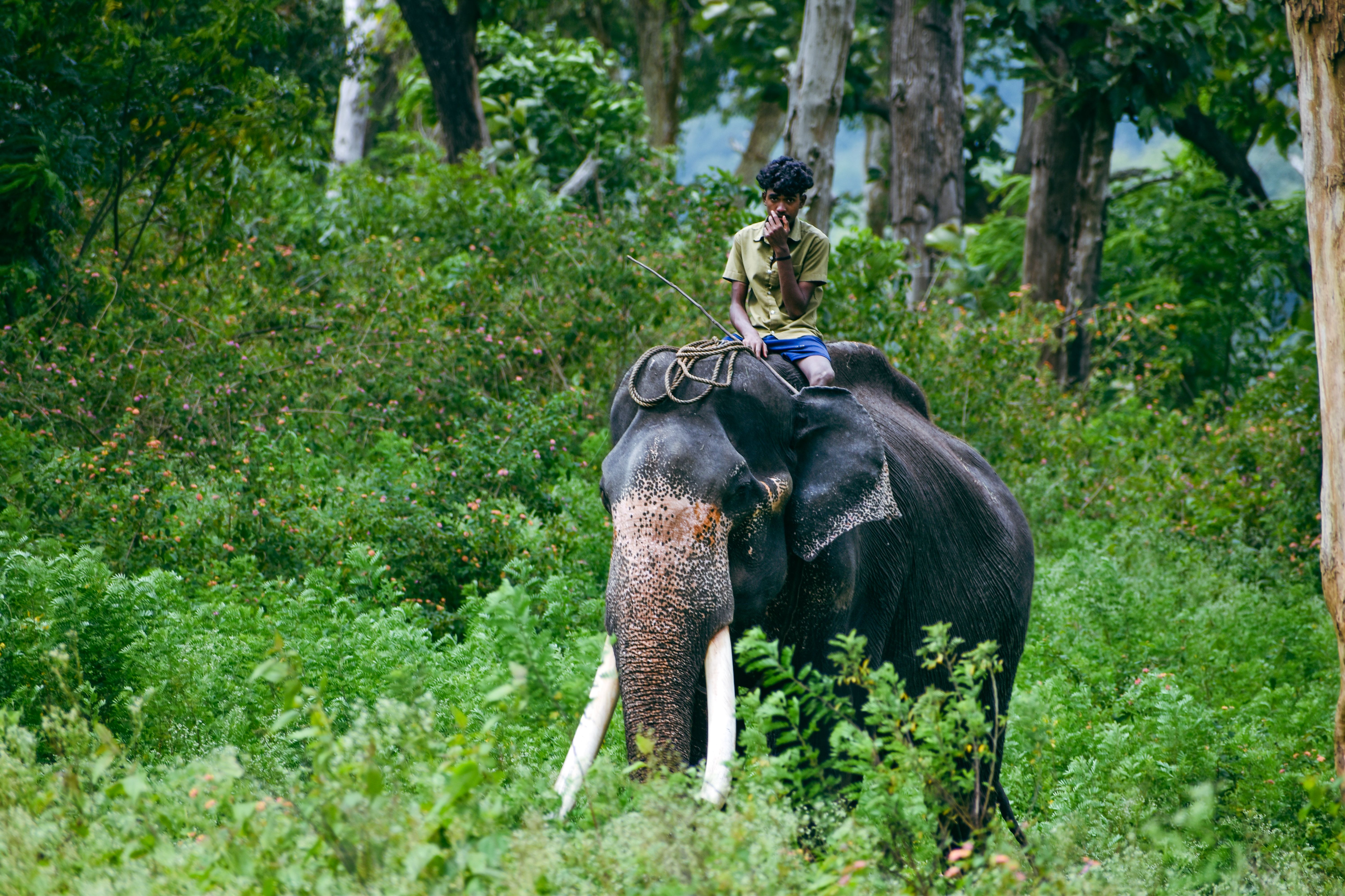 Elephant Animation Photos, Download The BEST Free Elephant Animation ...