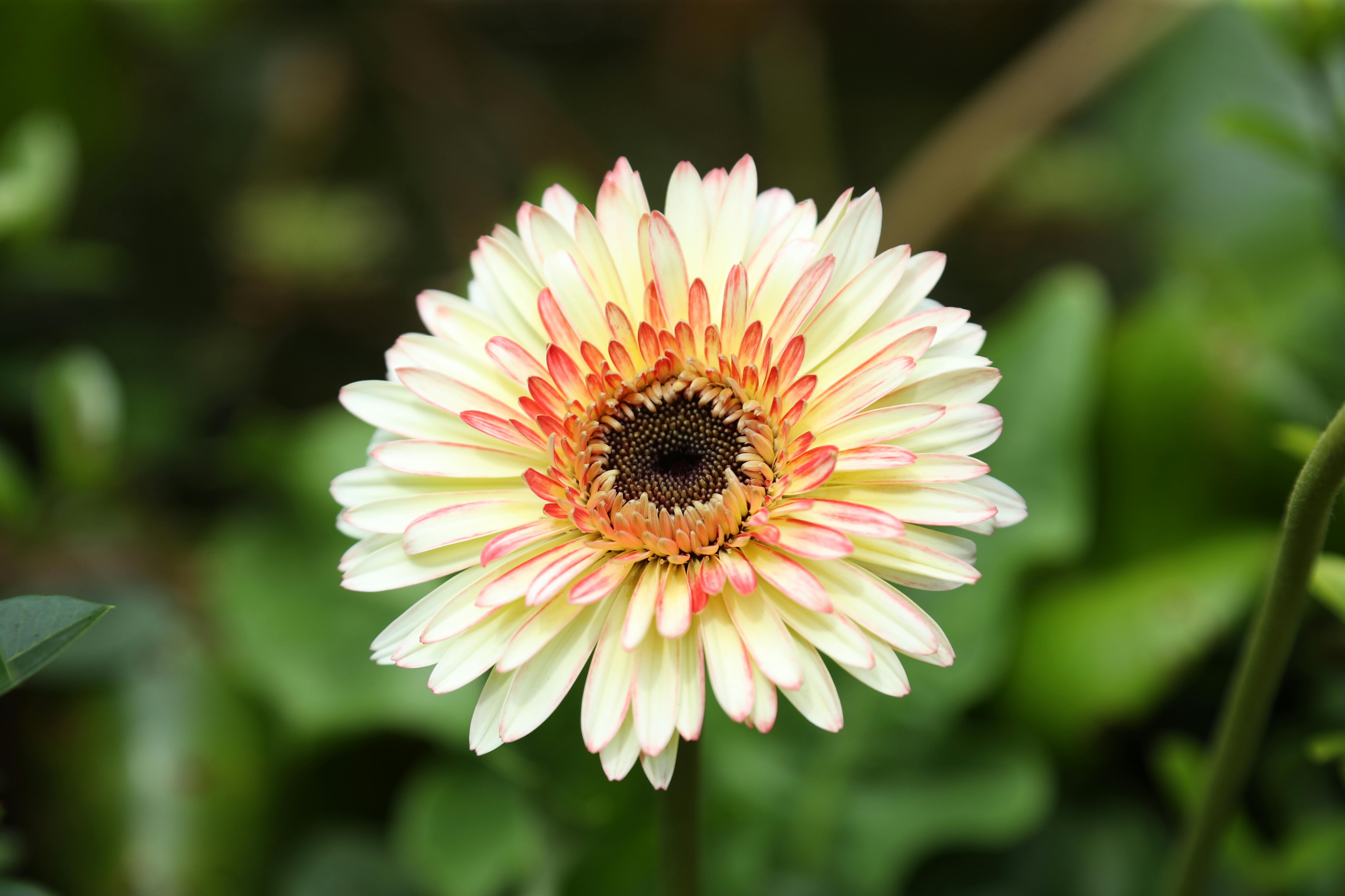 Bini Background Photos, Download The BEST Free Bini Background Stock ...