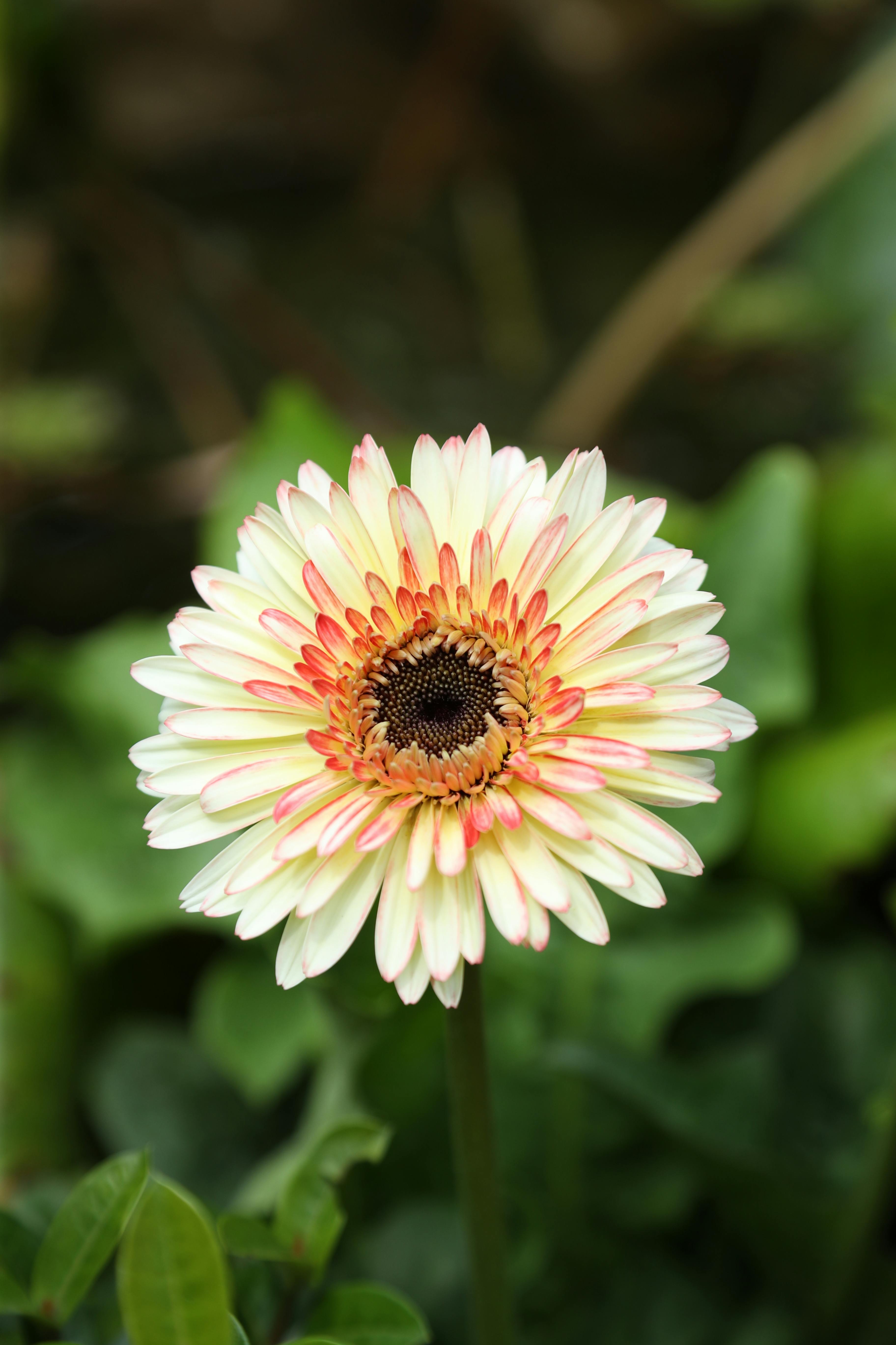 Bini Background Photos, Download The BEST Free Bini Background Stock ...