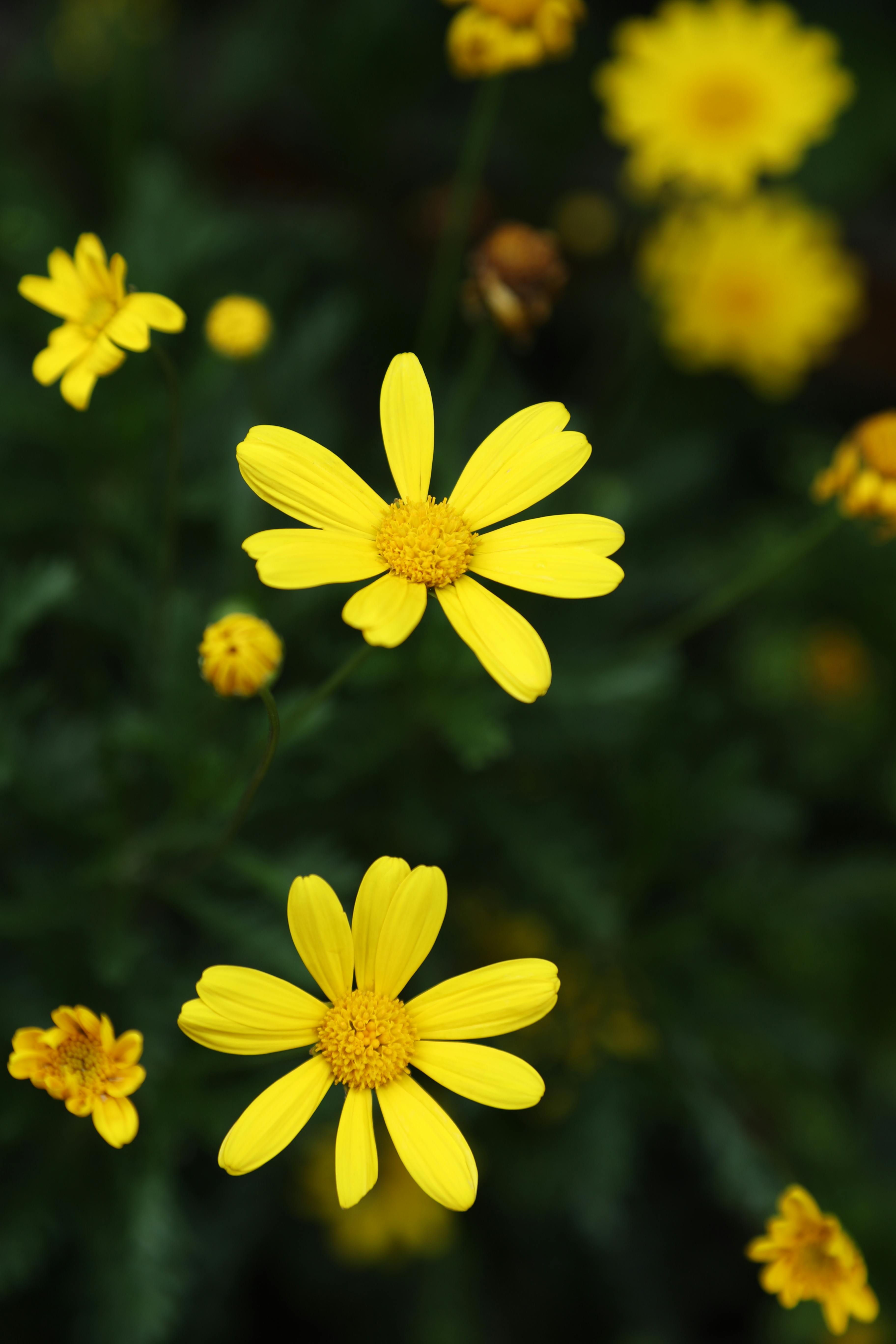 Bini Background Photos, Download The BEST Free Bini Background Stock ...