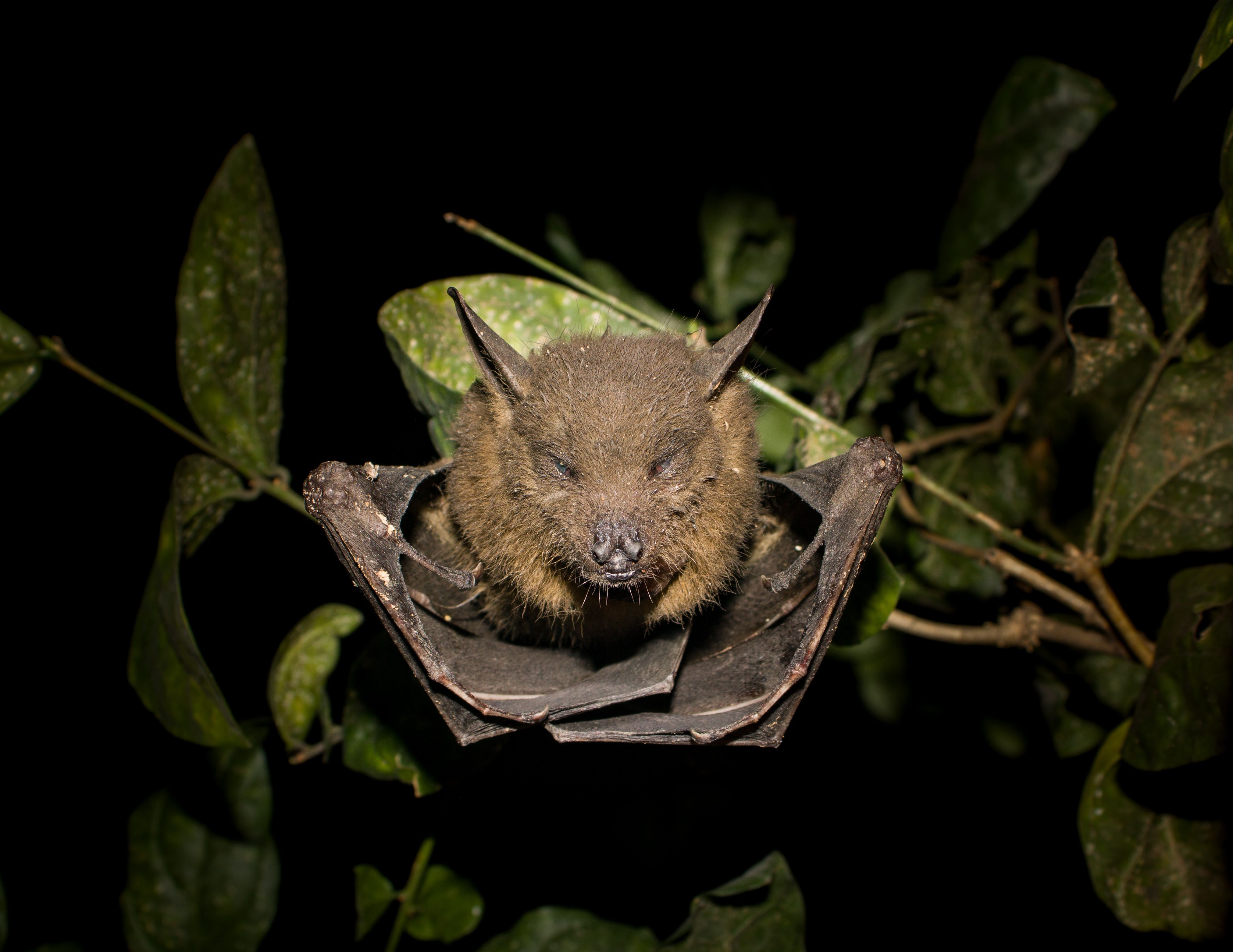 Close-up of Bat Resting on Leaves at Night · Free Stock Photo