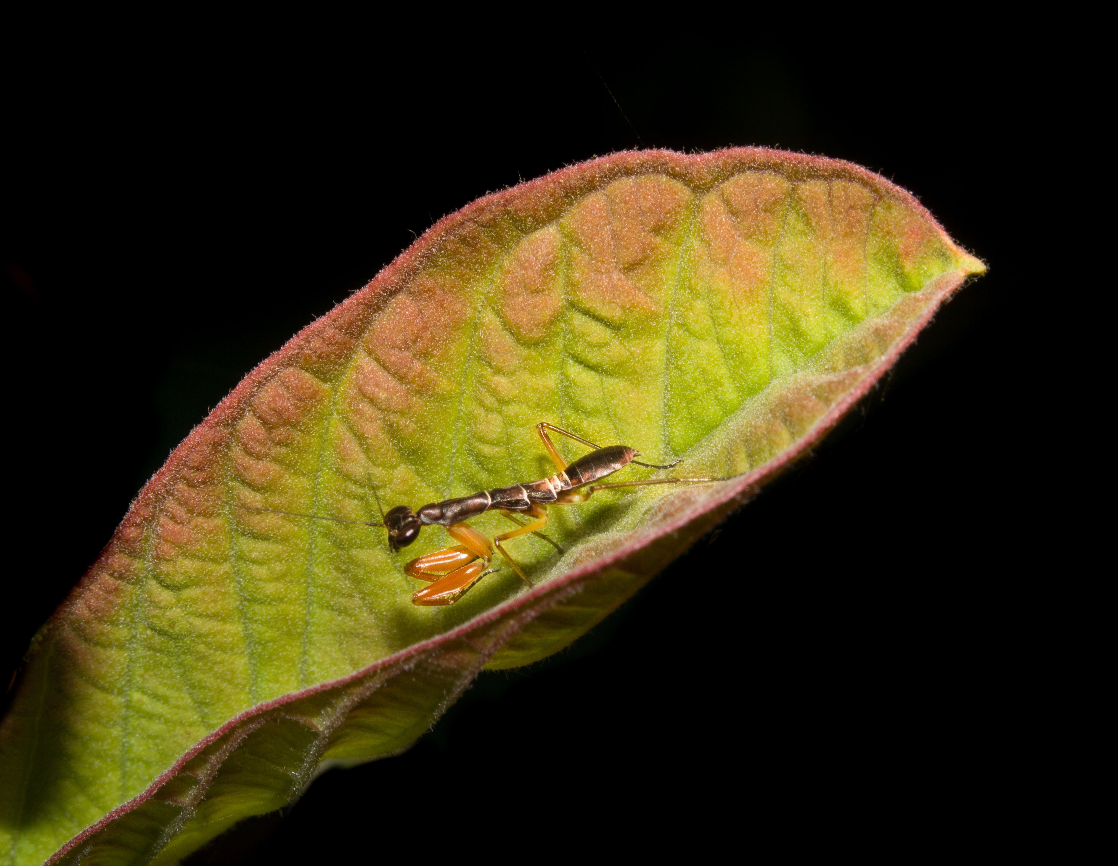 Praying Mantis Resting on Vibrant Leaf · Free Stock Photo