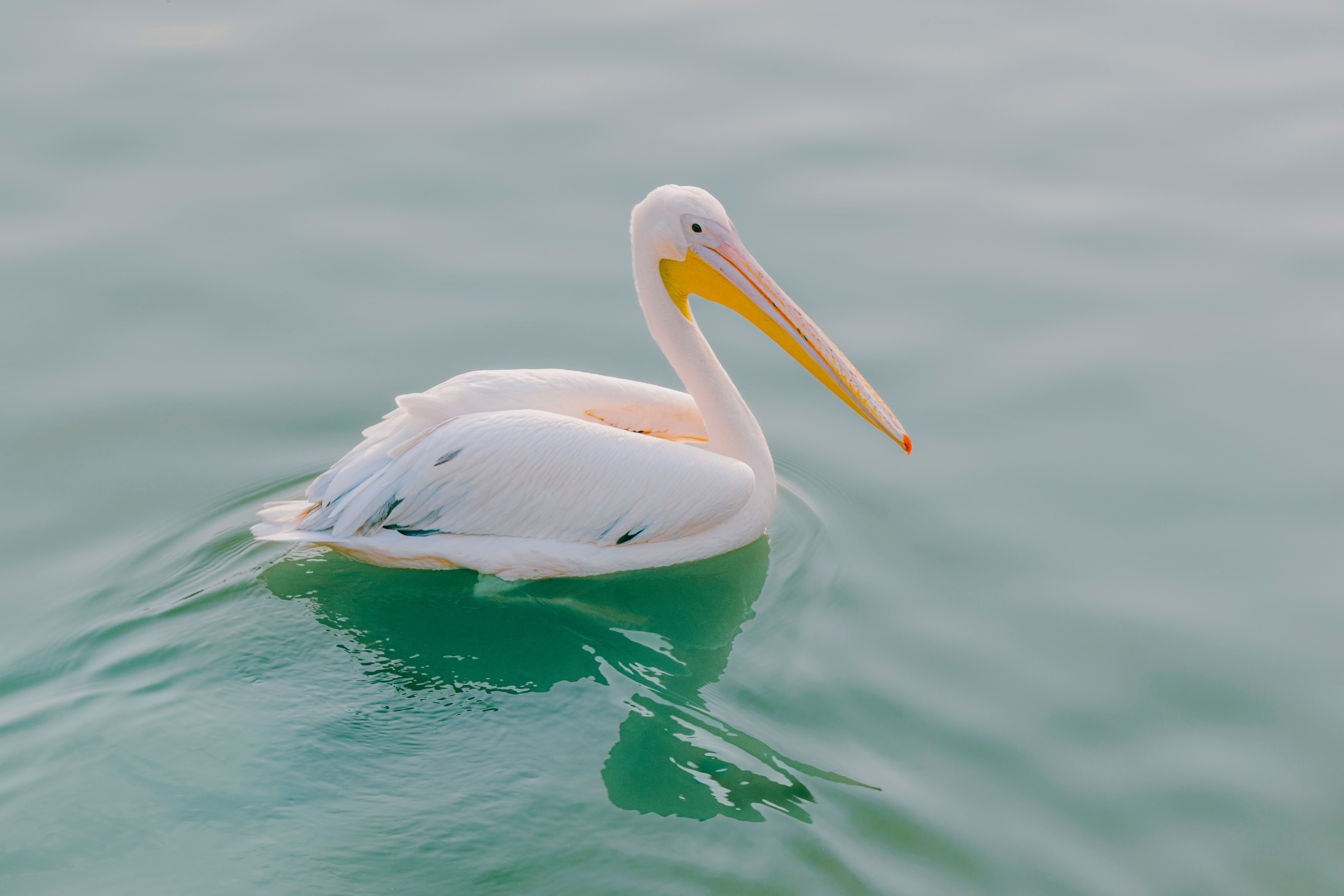 Flipping The Bird Photos, Download The BEST Free Flipping The Bird ...