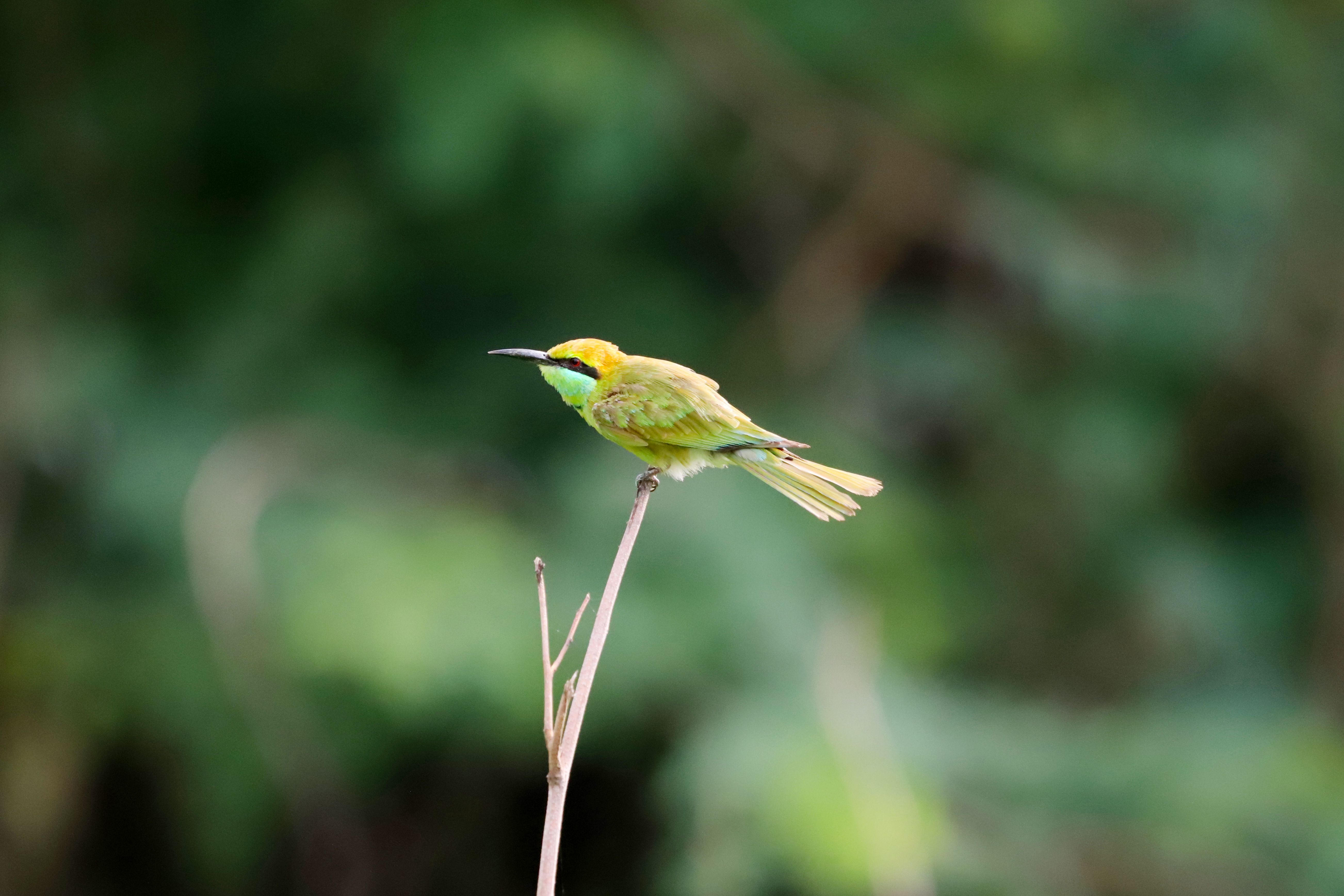 Vibrant Green Bee-eater on a Dry Twig · Free Stock Photo