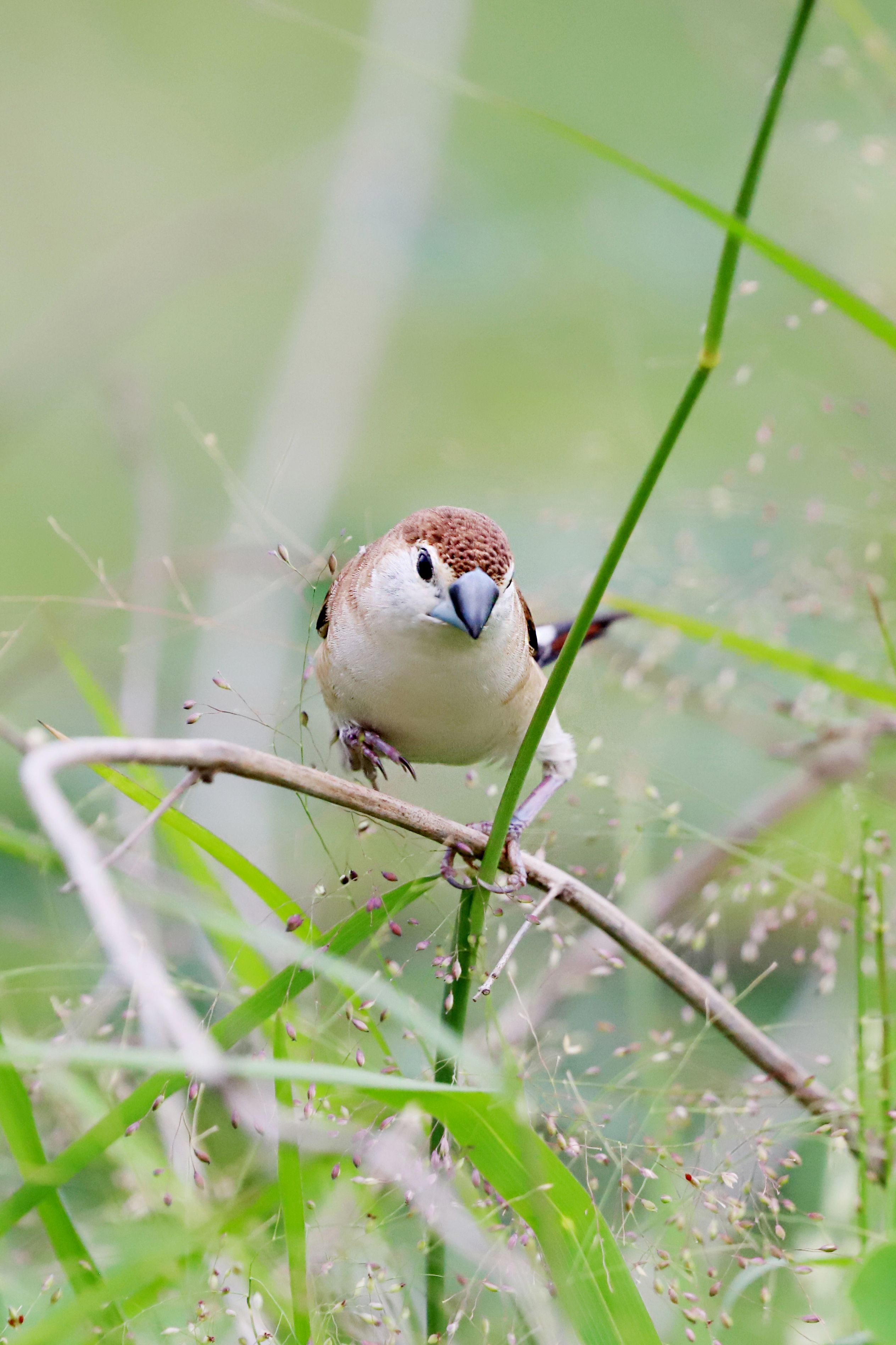 Thai Bird Photos, Download The BEST Free Thai Bird Stock Photos & HD Images